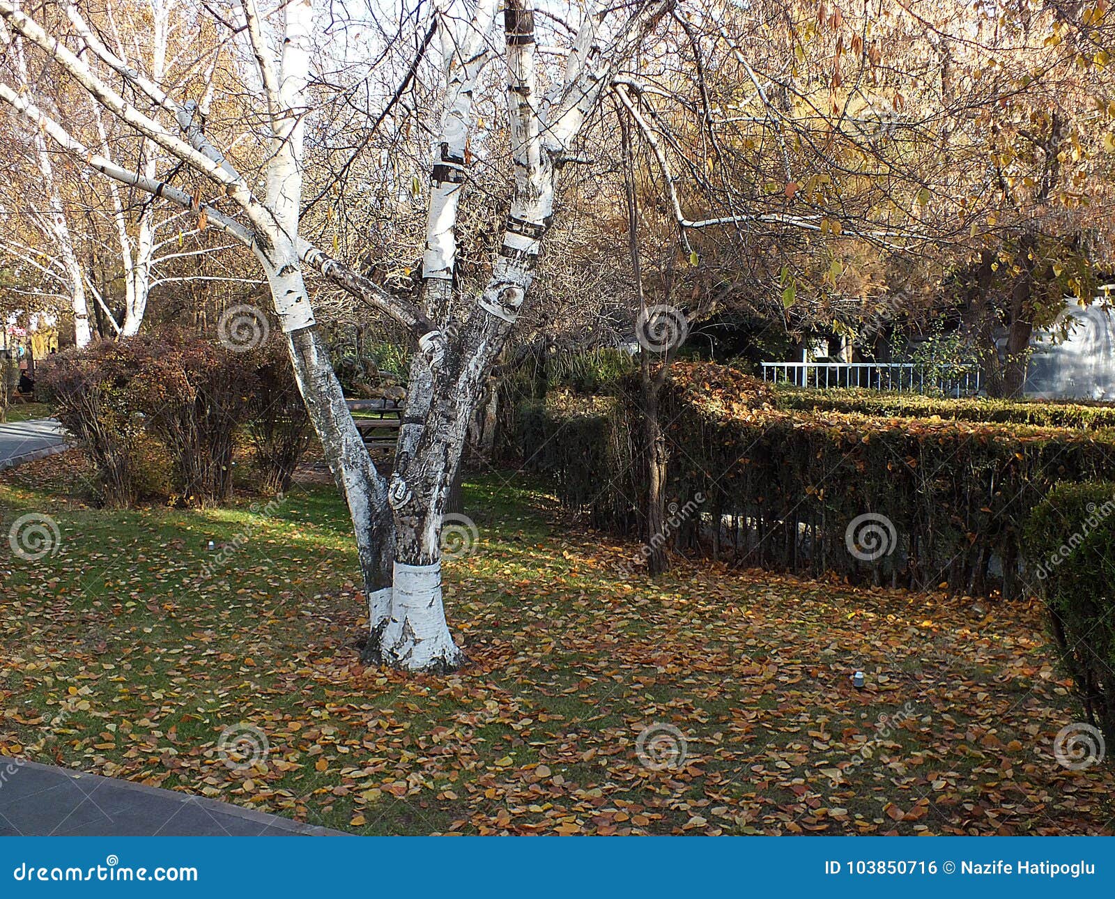 Interesting And Different Tree Types, Curve Tree Types, Interesting ...