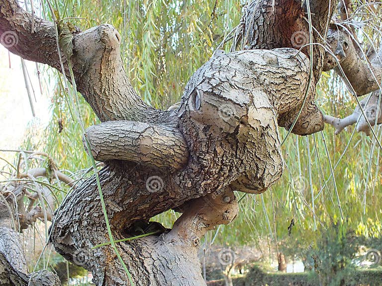 Interesting and Different Tree Types, Curve Tree Types, Interesting ...