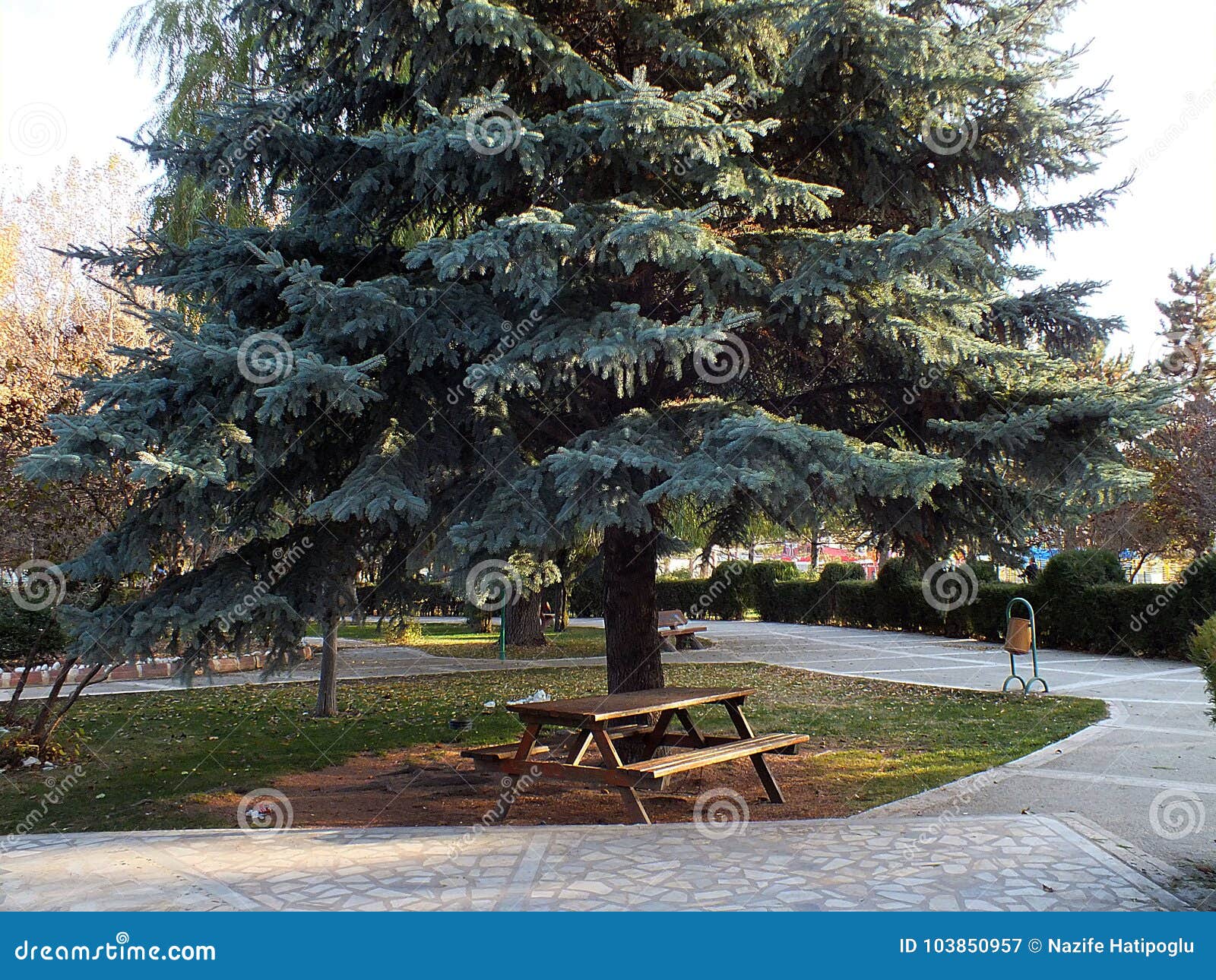 Interesting and Different Tree Types, Curve Tree Types, Interesting ...