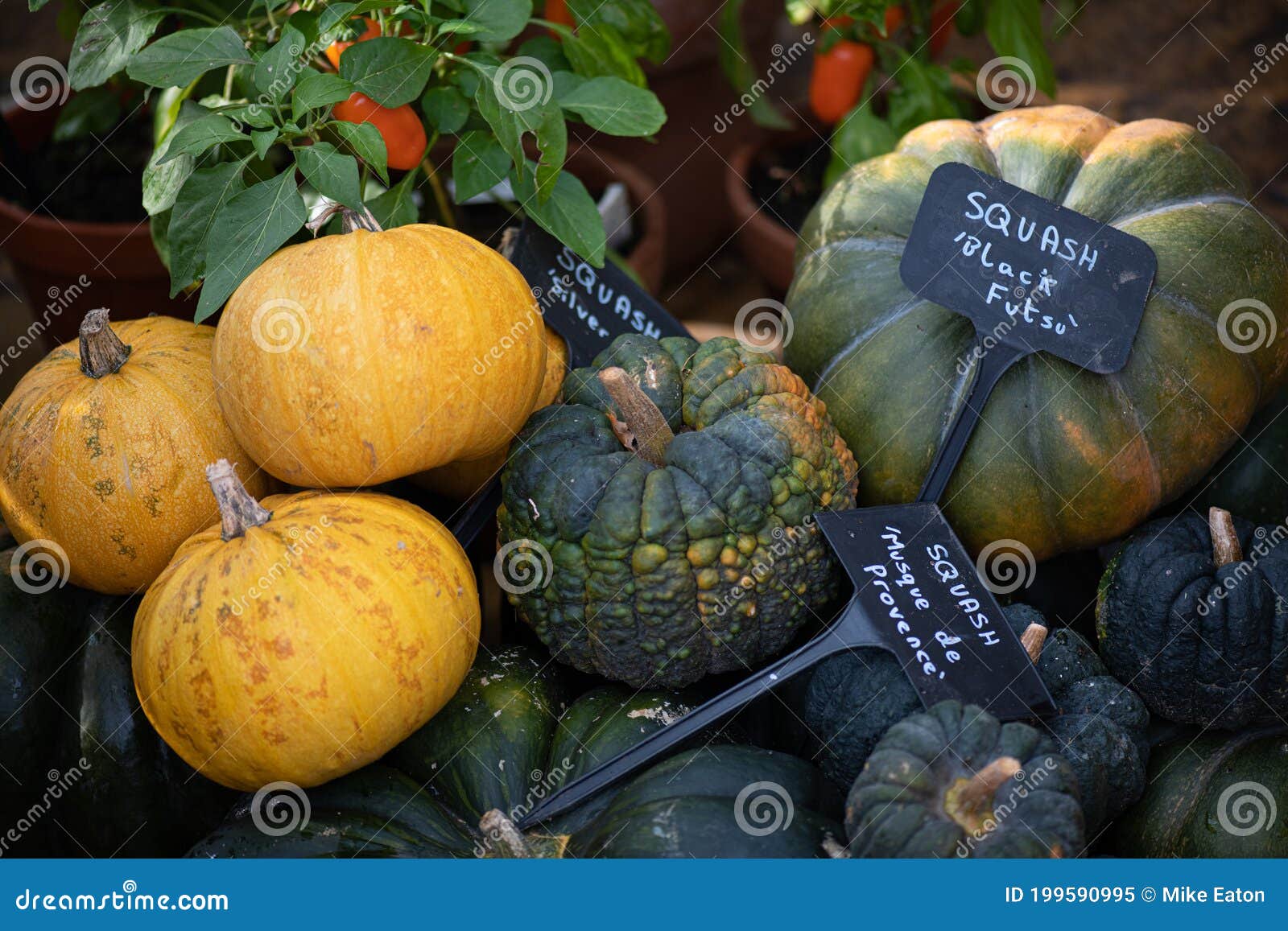 An Interesting Display of Different Squashes Stock Image - Image of ...