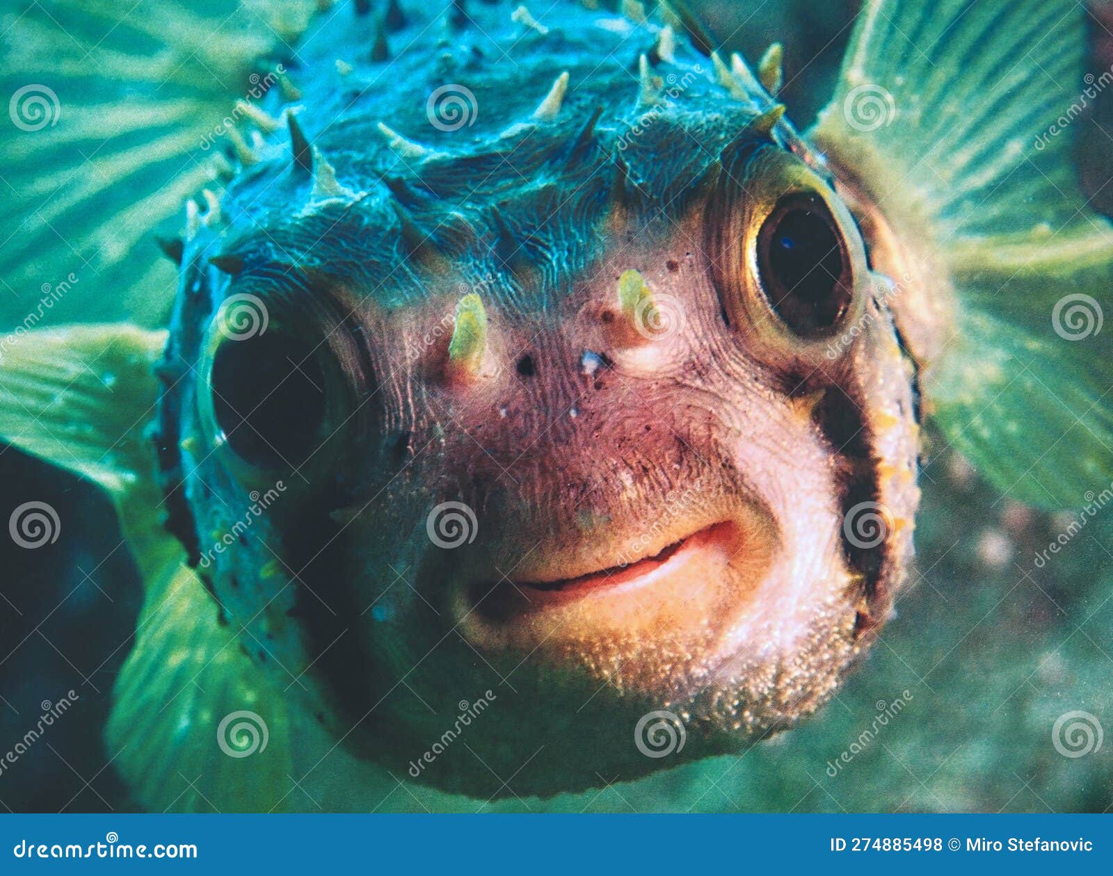 Interesting Fish Head Close Up Stock Photo - Image of coral ...
