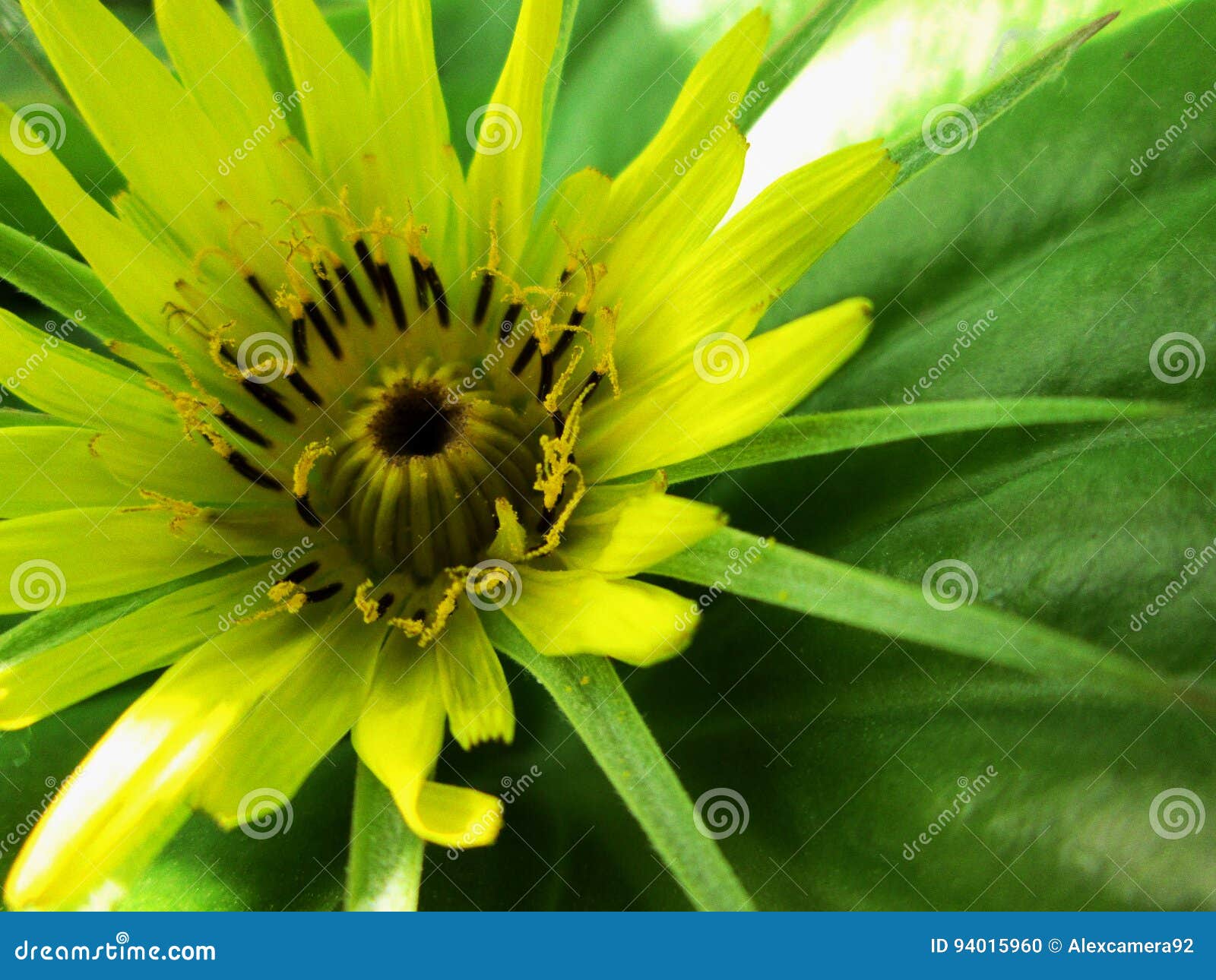 Interesting flower stock photo. Image of curiosity, backgrounds - 94015960