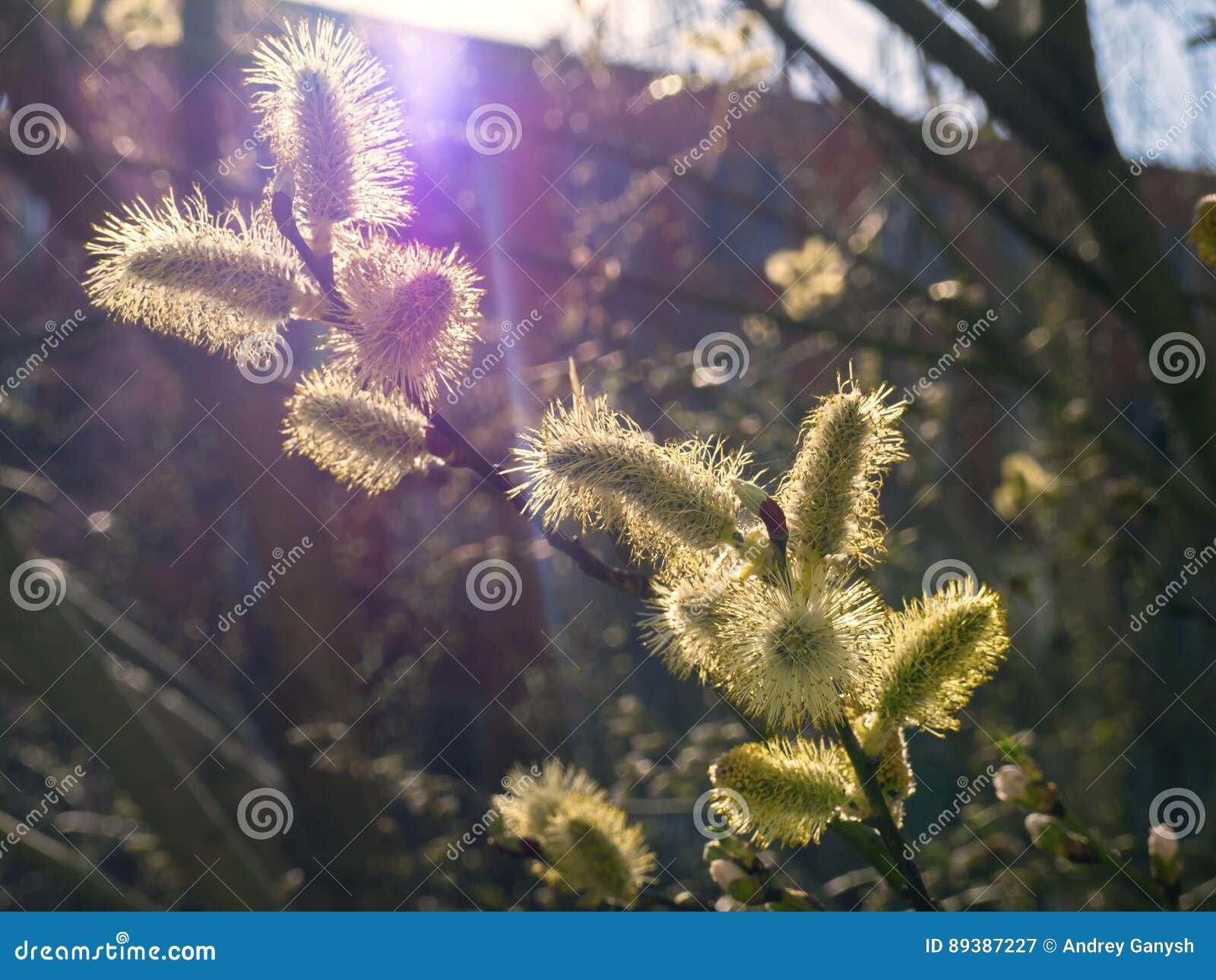 Interesting Fluffy Flowers on a Tree Branch Stock Image - Image of ...