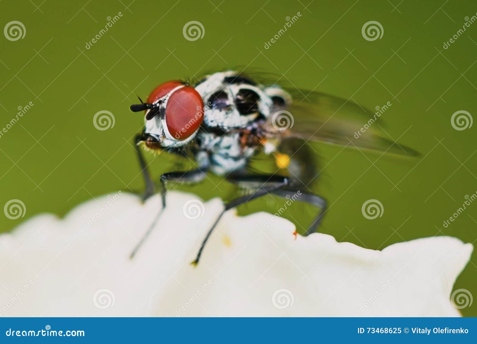 Interesting fly in spots stock image. Image of nature - 73468625