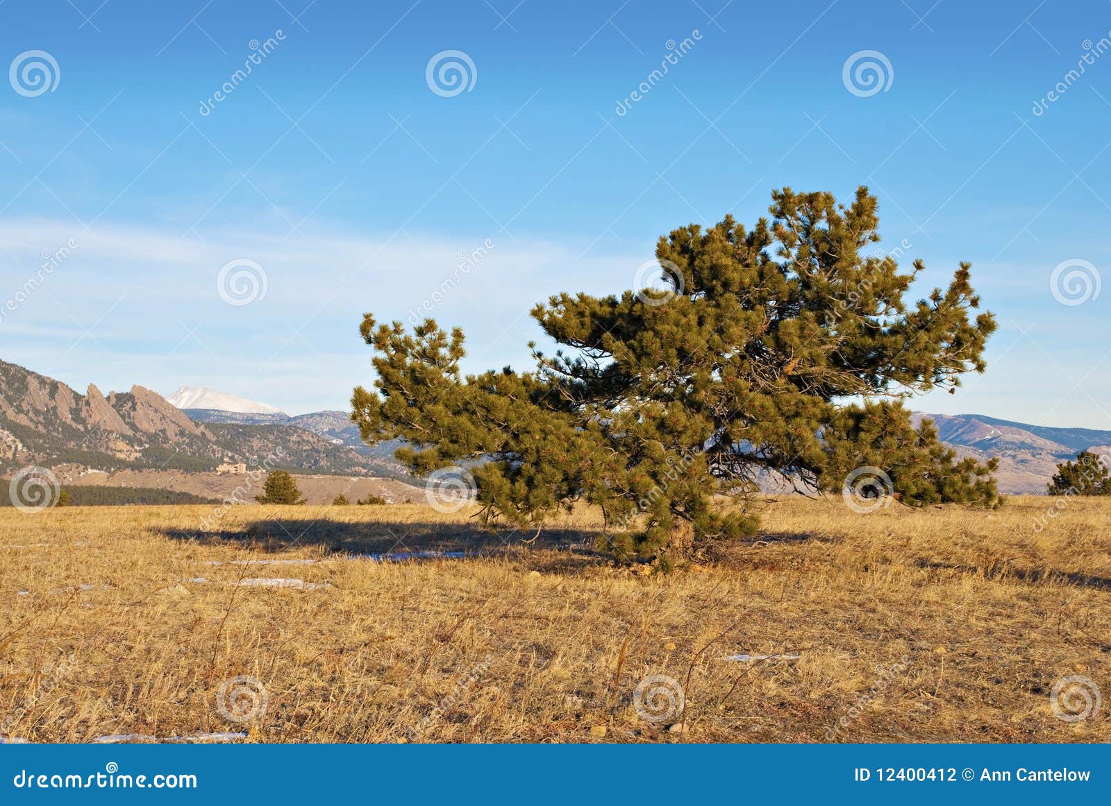 Interesting Foreground Pine Tree Stock Photo - Image of hill, vista ...