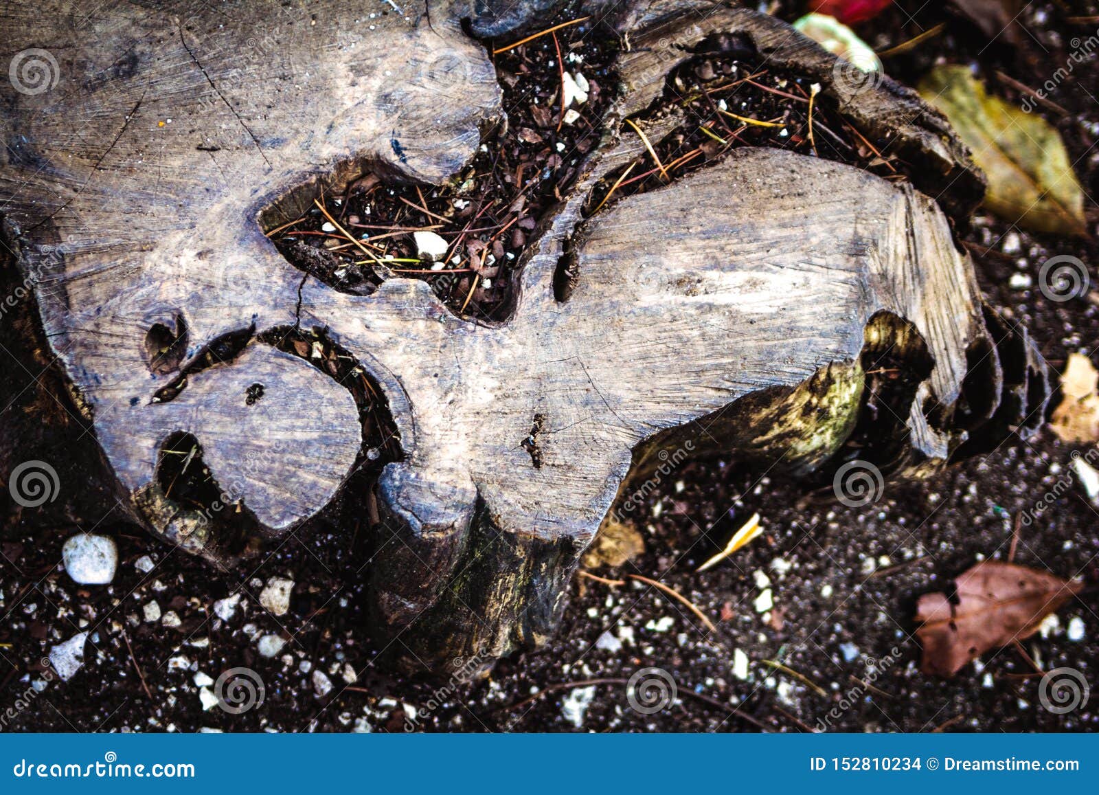 Figured tree stump stock photo. Image of texture, interesting - 152810234