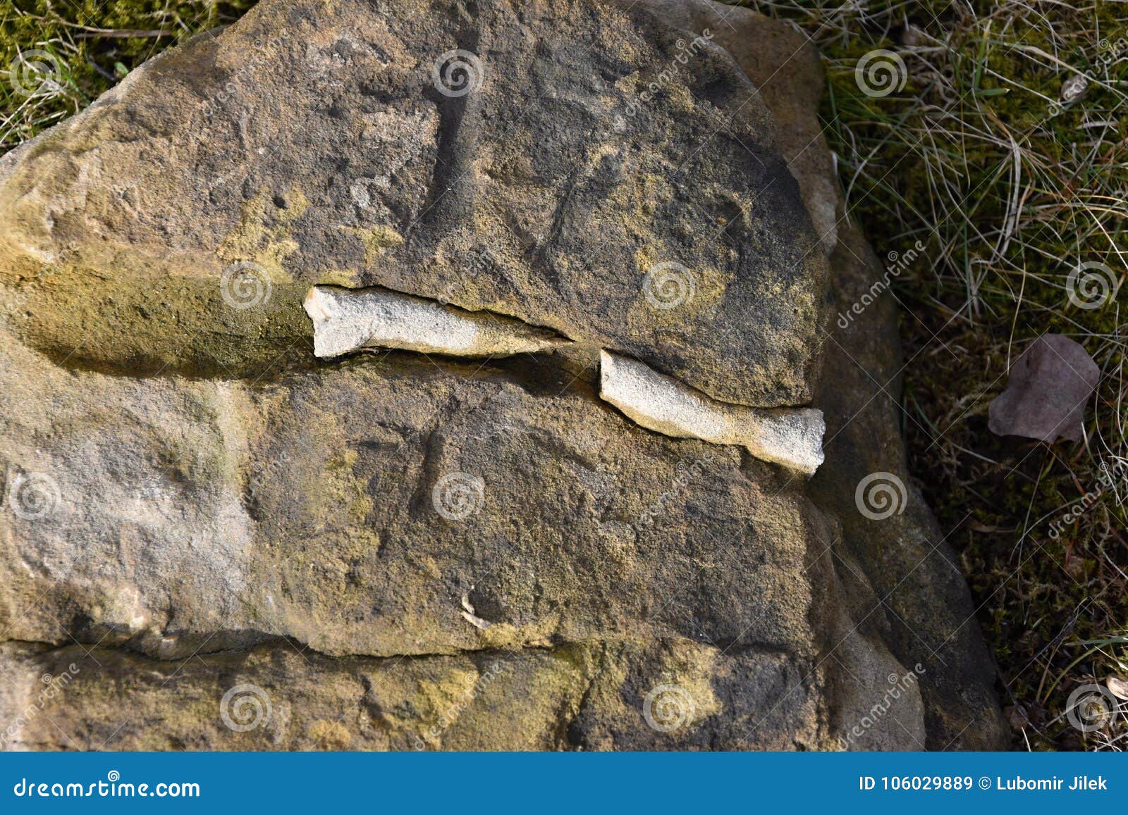 Interesting Fossils in Stone. Stock Image - Image of ancient, fossils ...