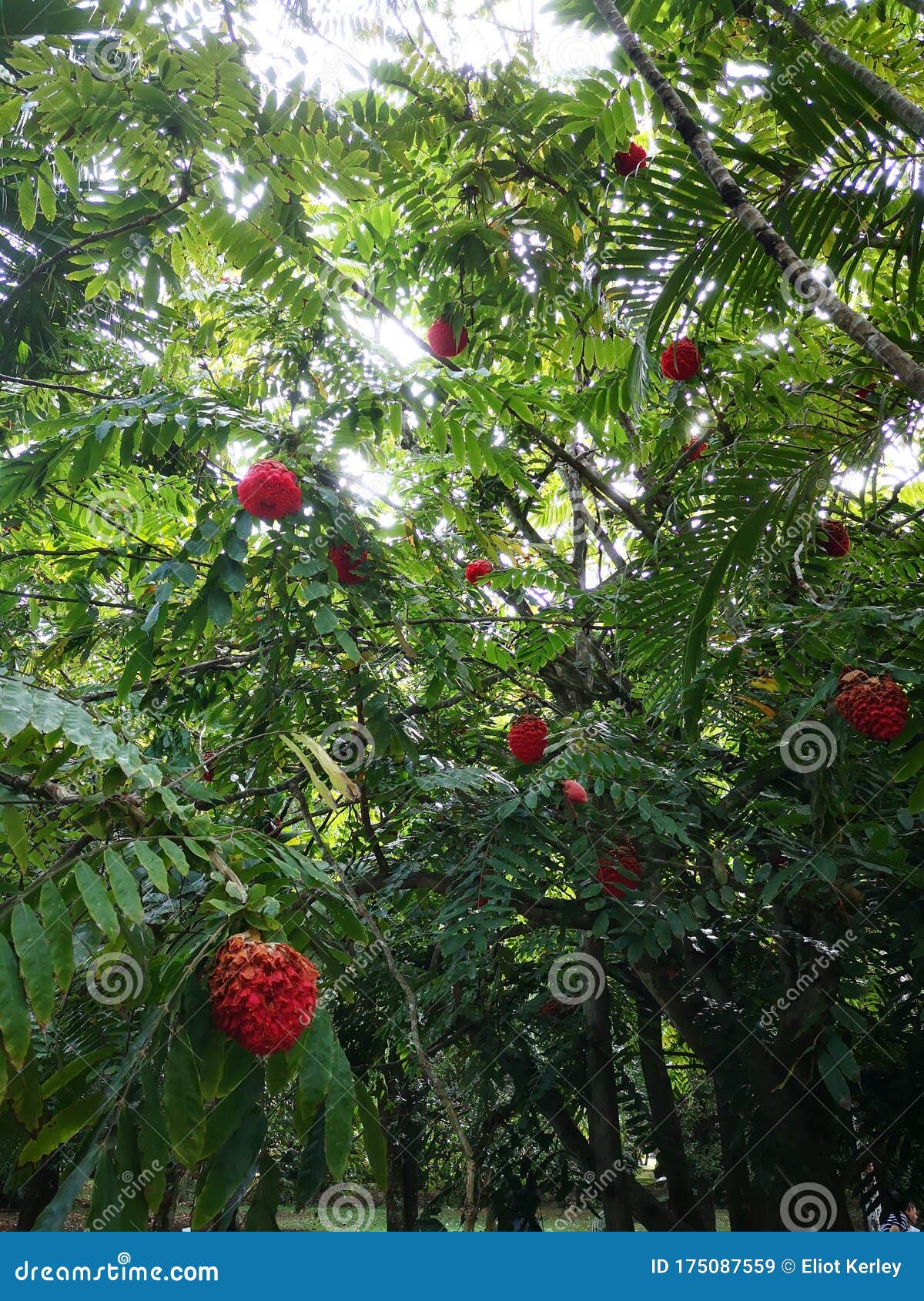 Interesting Fruit Hanging on Trees Stock Image - Image of hanging ...