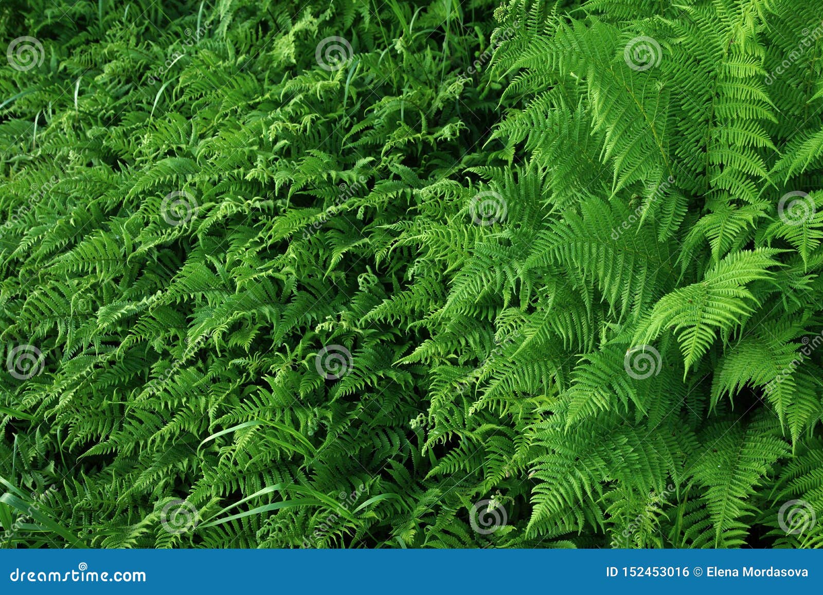 Interesting Green Leaf Of Rhus Chinensis Royalty-Free Stock Photography ...