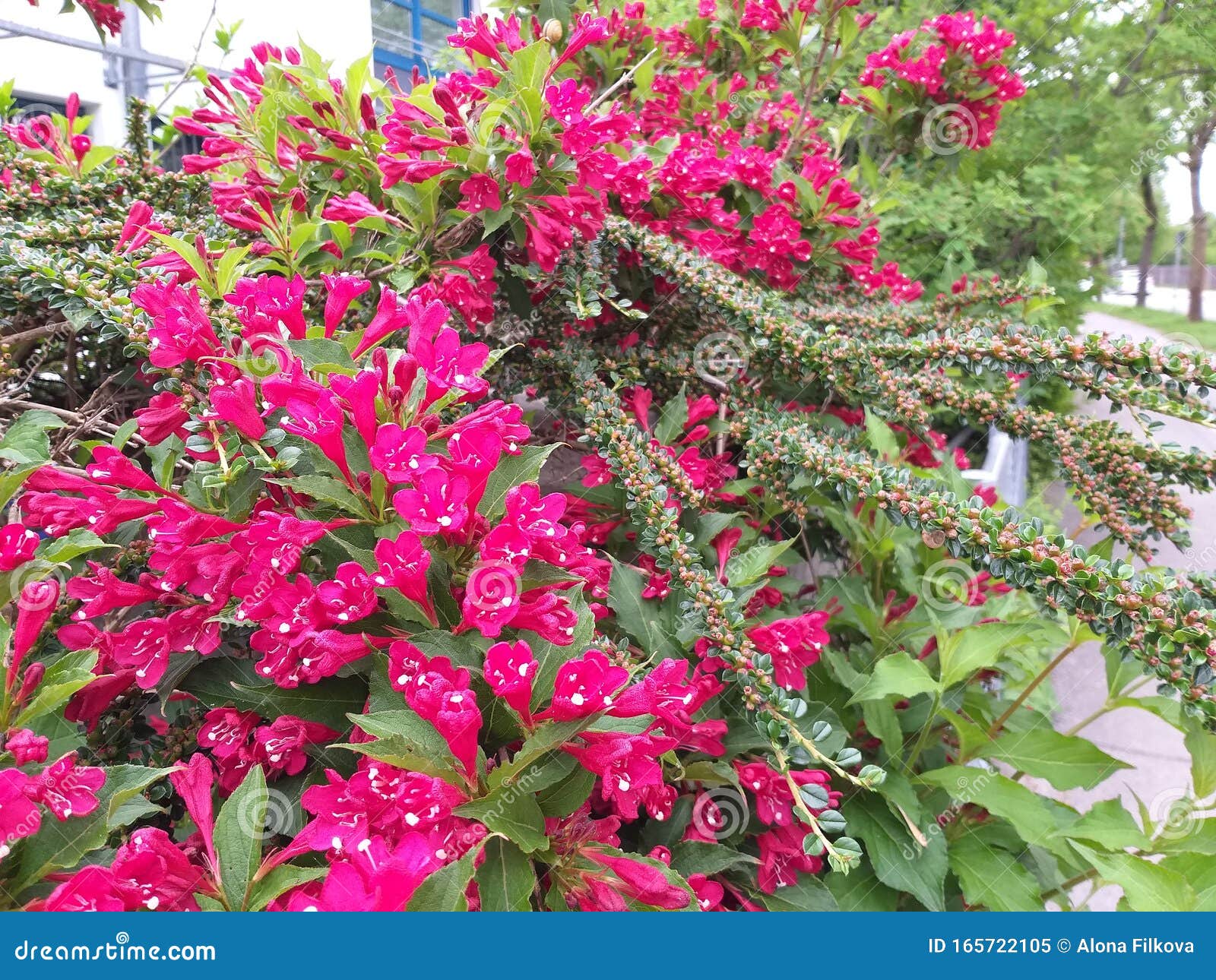 Interesting Green Tree In The Famous Keukenhof Royalty-Free Stock Image ...