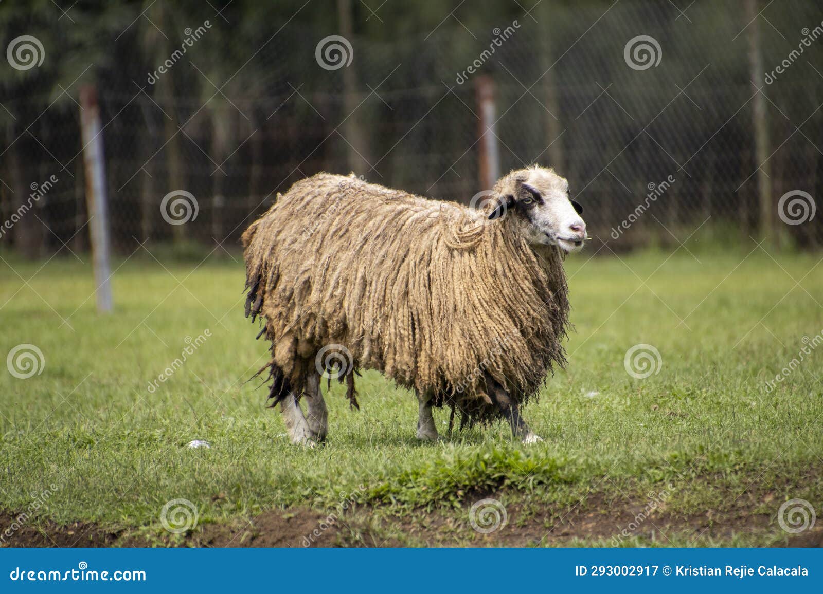 Sheep Version Stock Photos - Free & Royalty-Free Stock Photos from ...