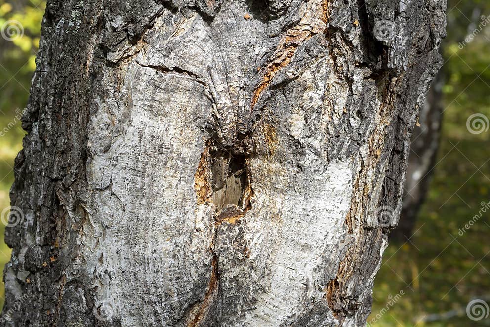 Interesting Growth on a Birch Tree Stock Photo - Image of outdoors ...