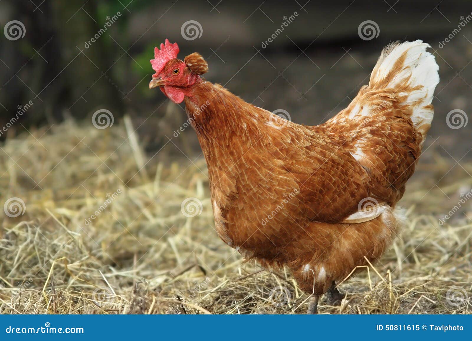 Interesting Hen at the Farm Stock Image - Image of profile, farm: 50811615