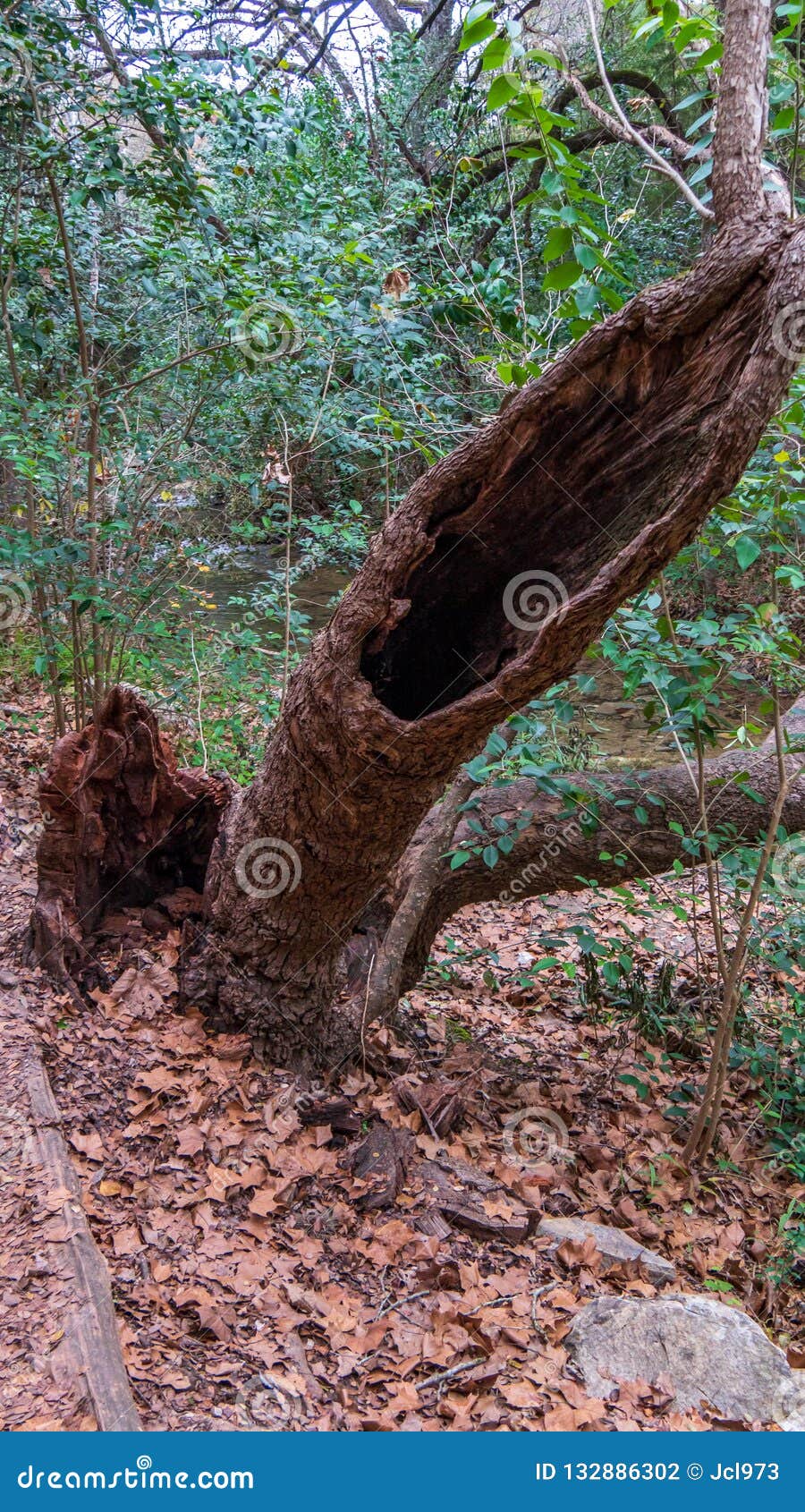 Interesting Hypodermic Needle Shaped Hollow Old Fallen Tree in Forest ...