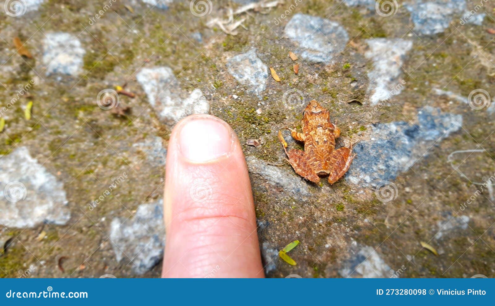 Tiny Frog with Size Comparison Stock Photo - Image of environment ...