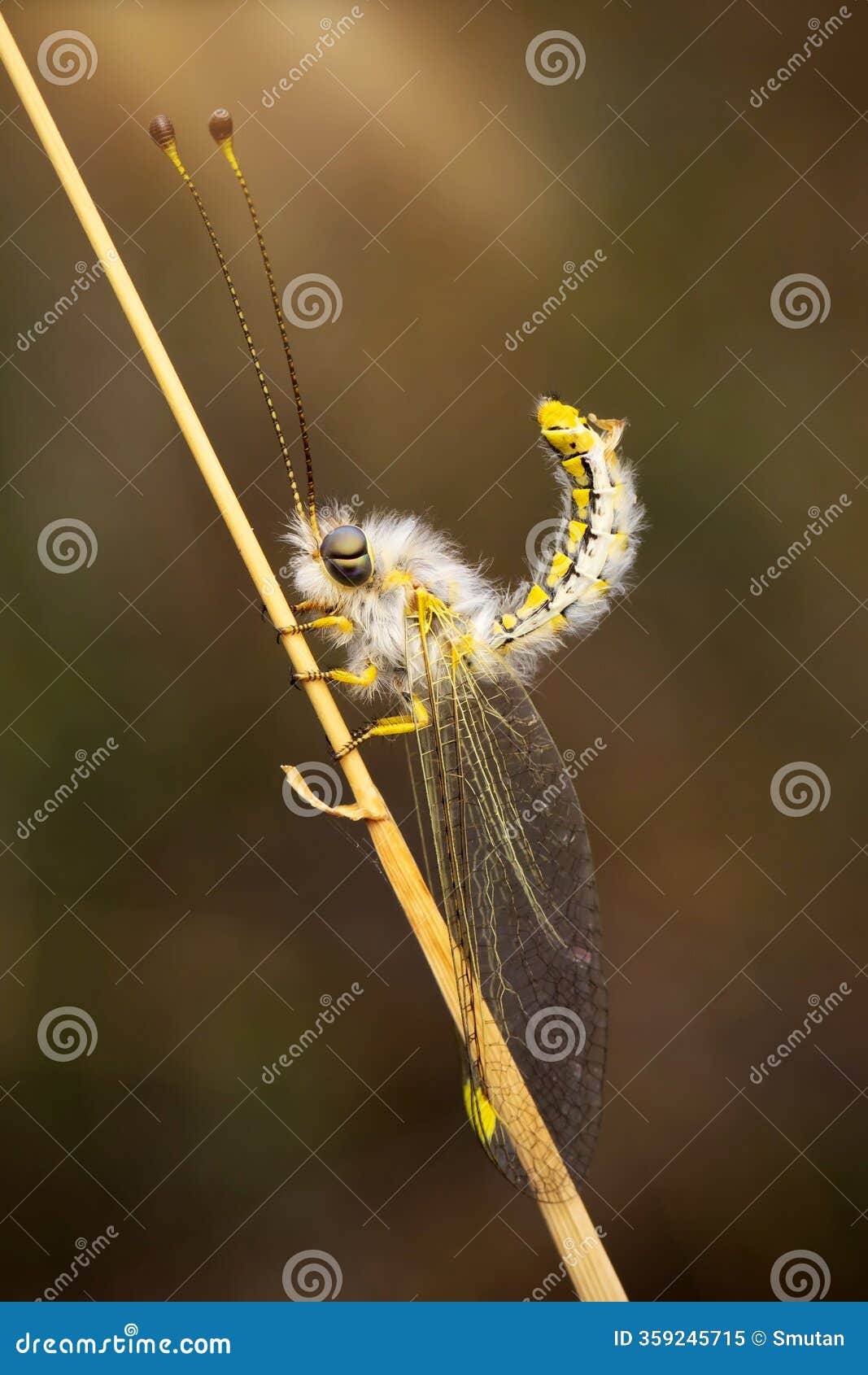 An Interesting Insect. Bubopsis Hamata. Nature Background. Stock Image ...
