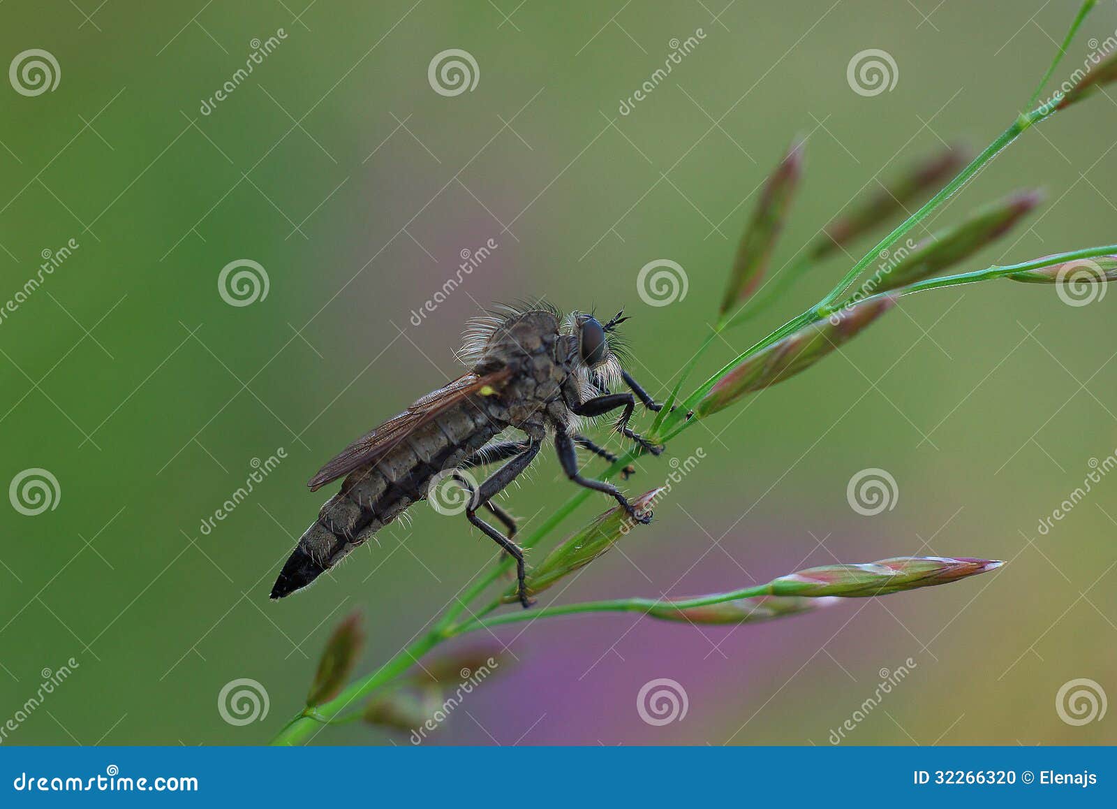 An interesting insect stock photo. Image of straw, small - 32266320