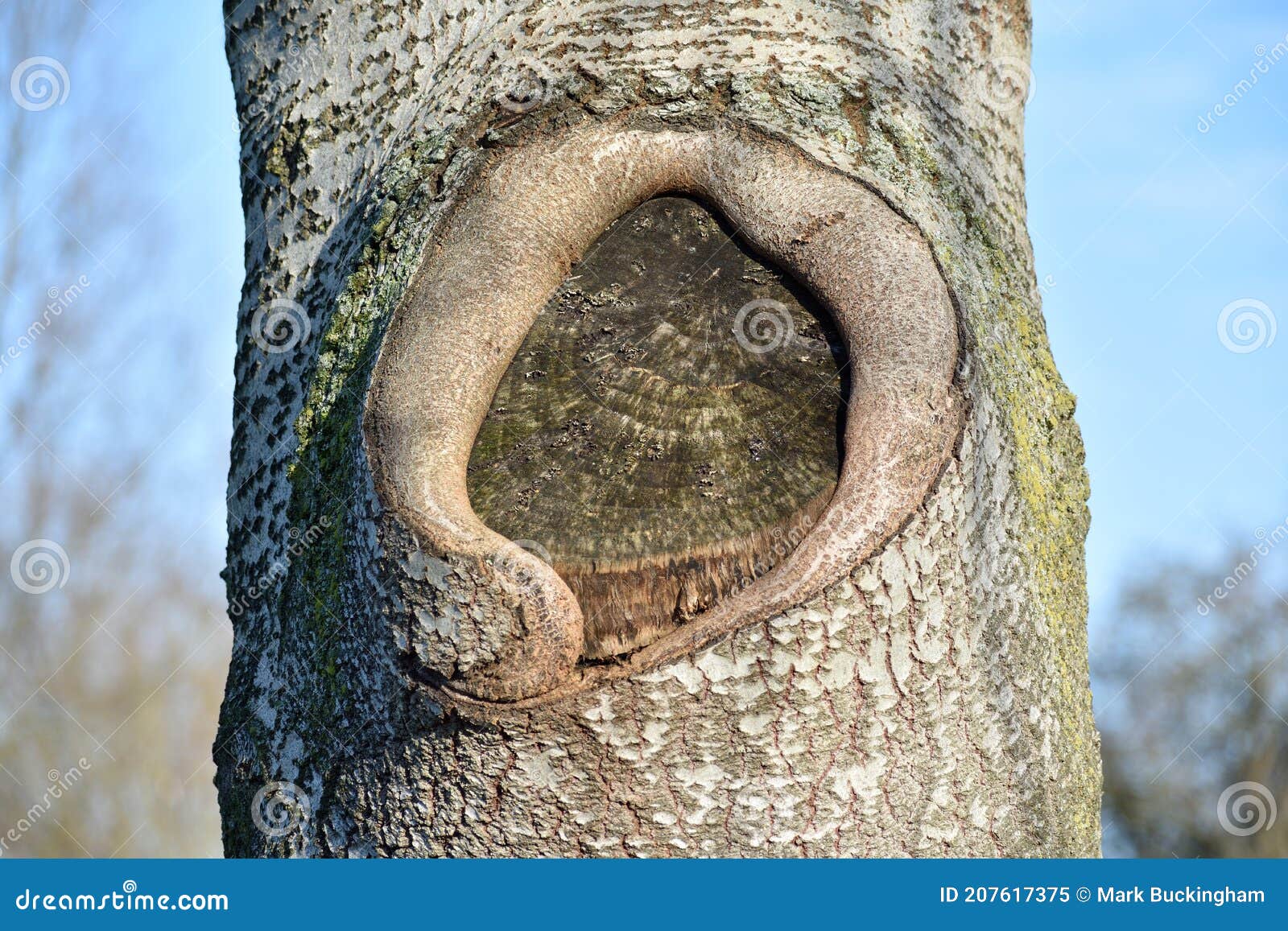 Interesting Knot On Wood Texture Stock Image | CartoonDealer.com #54853945