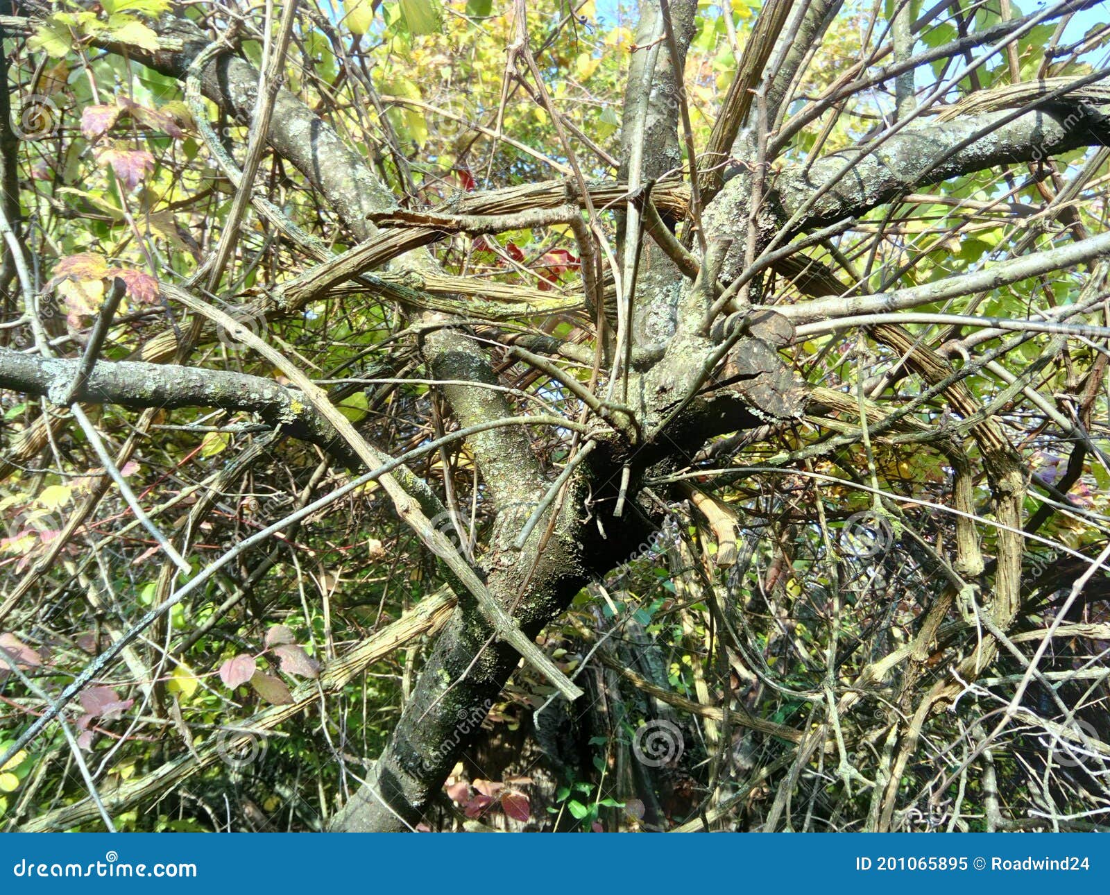 Interesting Labyrinth of Dry Branches Stock Image - Image of ...