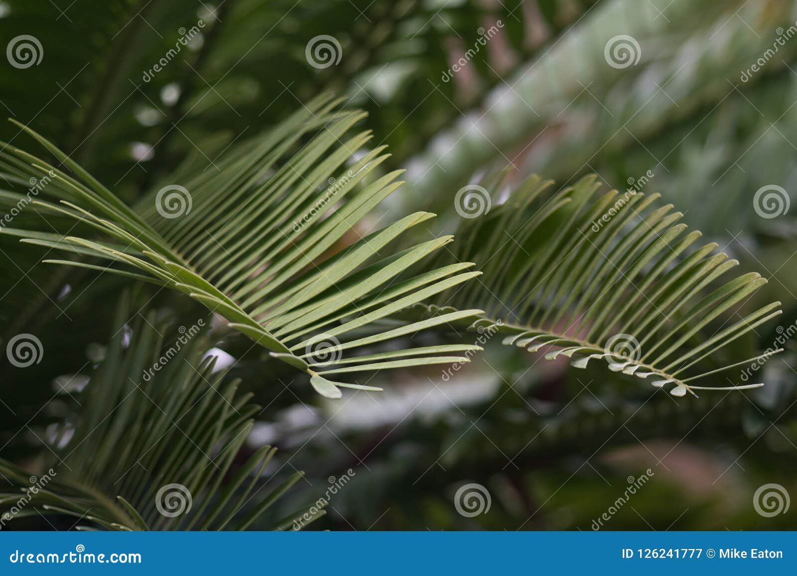 Interesting leaf formation stock image. Image of yellow - 126241777