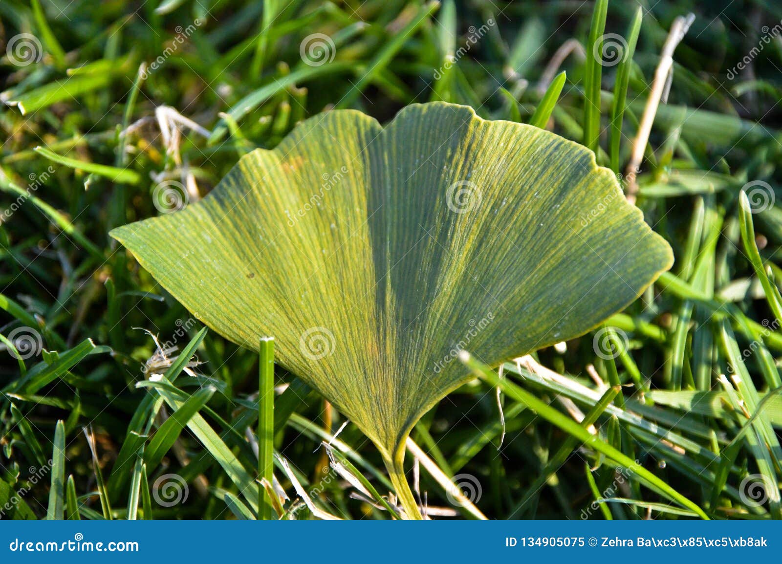 An Interesting Leaf on the Green Grass Stock Image - Image of lush ...