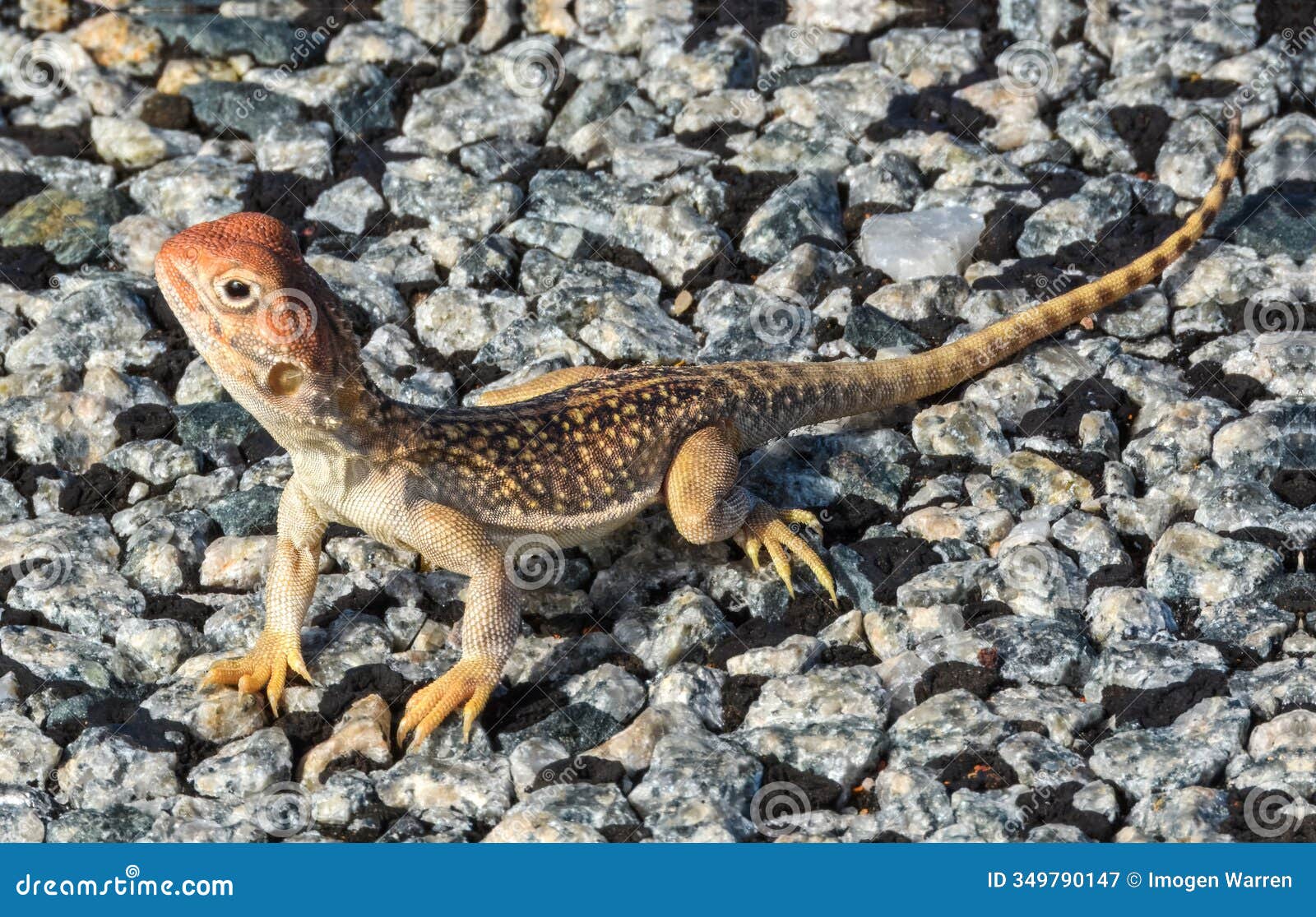 Western Netted Dragon (Ctenophorus Reticulatus) in Australia Stock ...