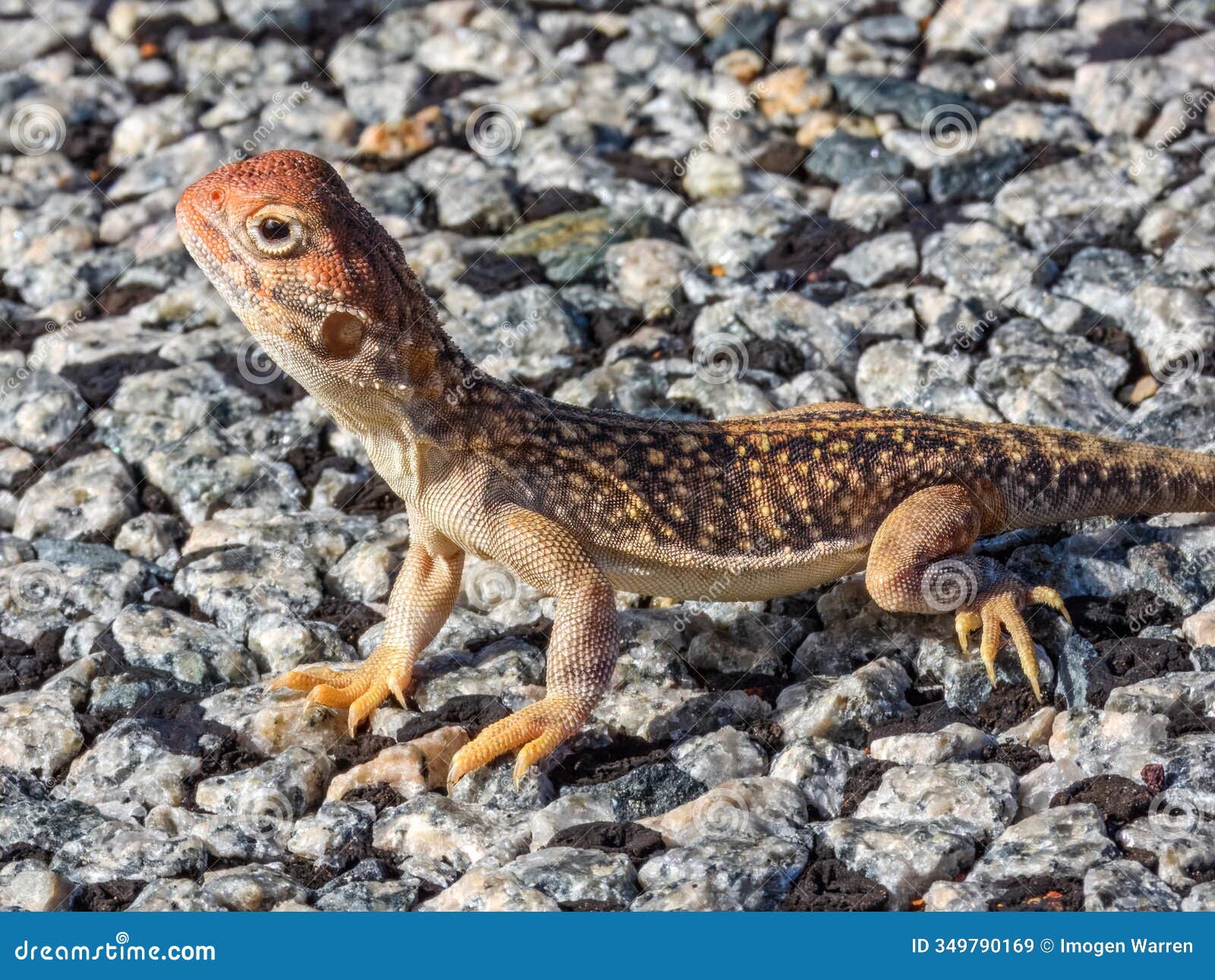 Western Netted Dragon (Ctenophorus Reticulatus) in Australia Stock ...