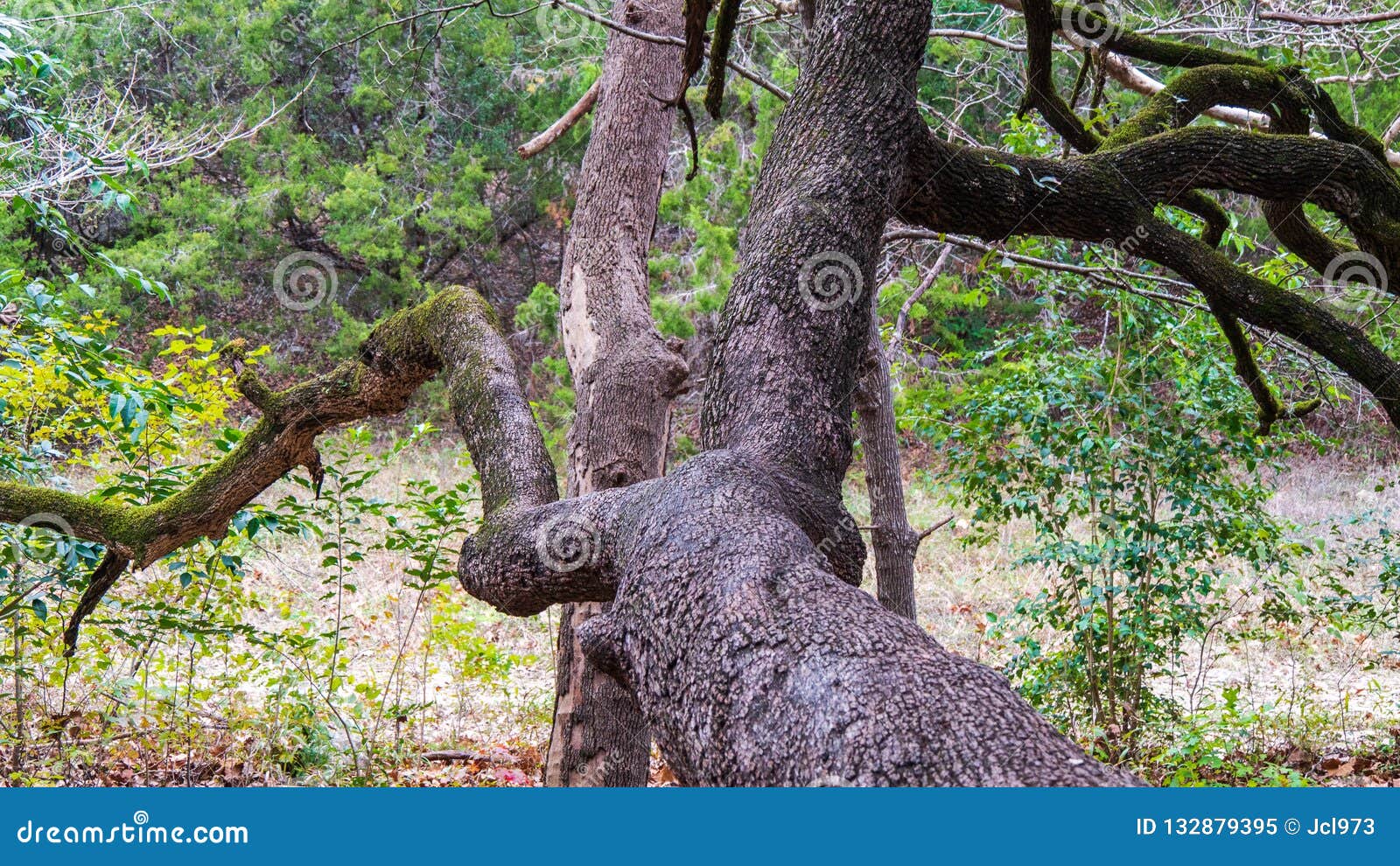 Interesting Looking Gnarled Tree with Moss Stock Image - Image of park ...