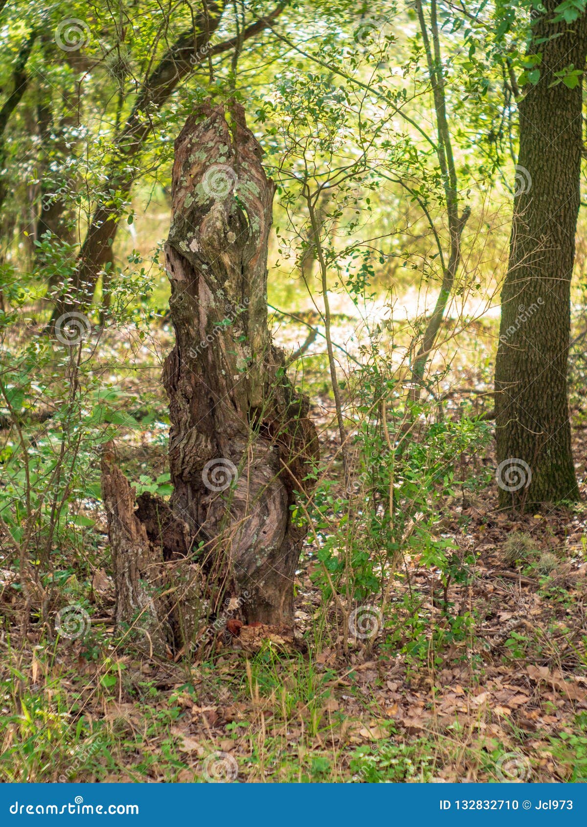 Interesting Looking Remnants of Moss Covered Tree in Forest Stock Photo ...