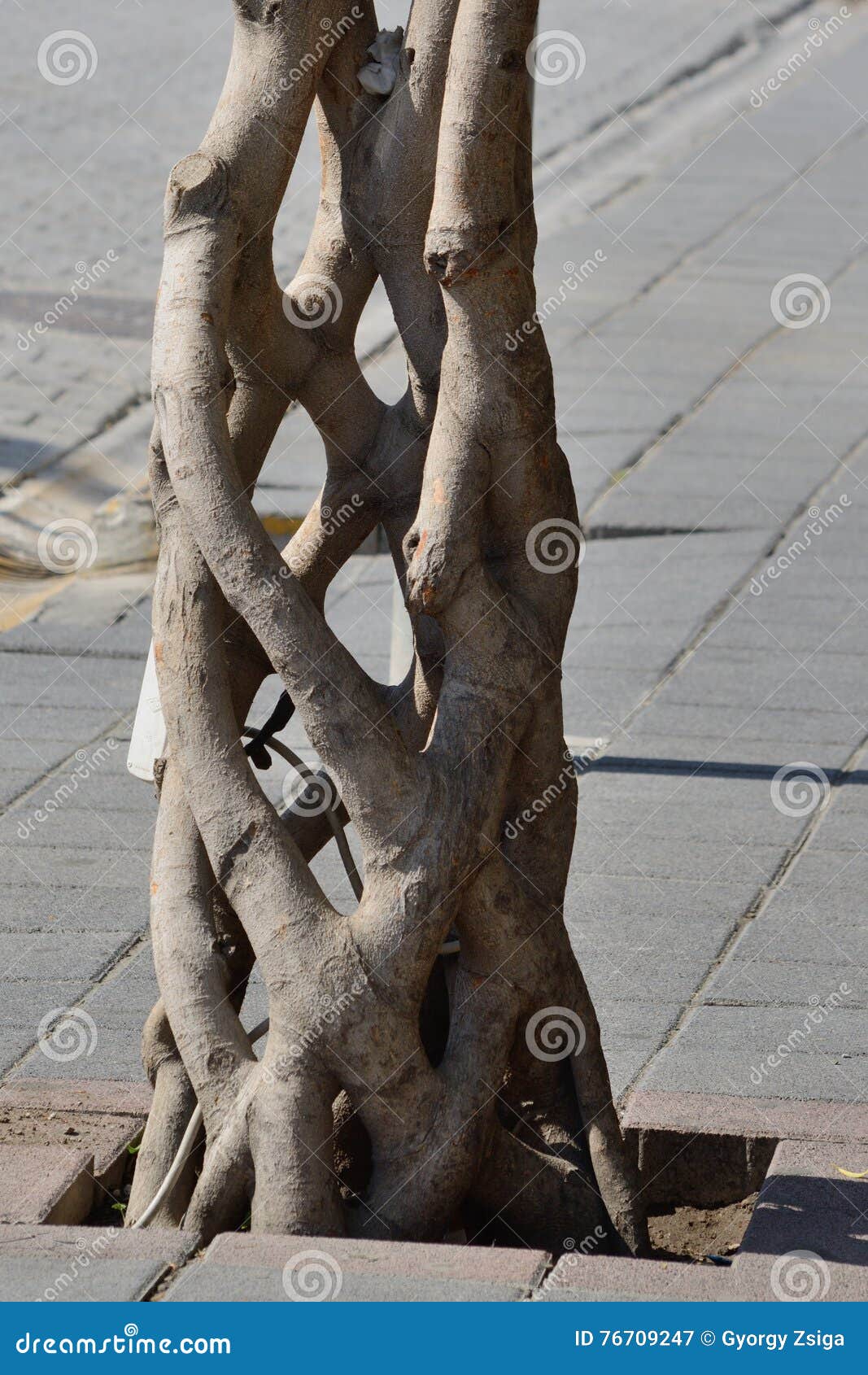 Interesting Looking Tree in the City Stock Image - Image of trunk, city ...