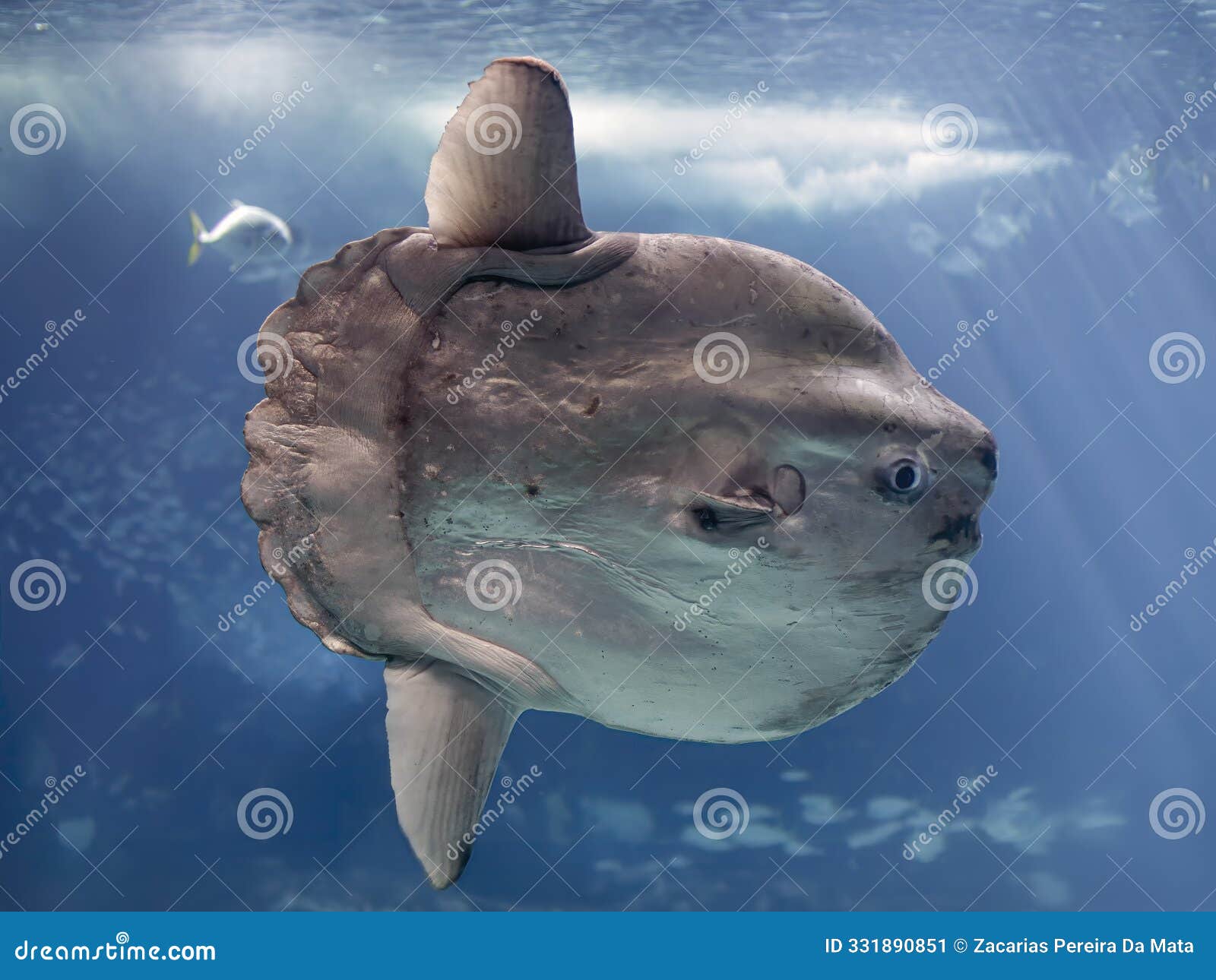 Interesting Moonfish Close-up Stock Image - Image of exotic, color ...