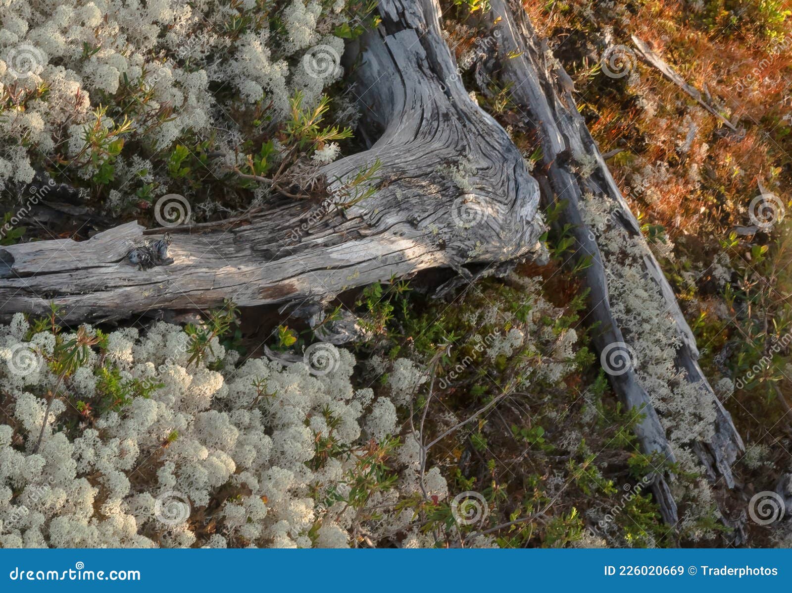 Remnants of Trees Changed Over Time Stock Image - Image of sparse ...
