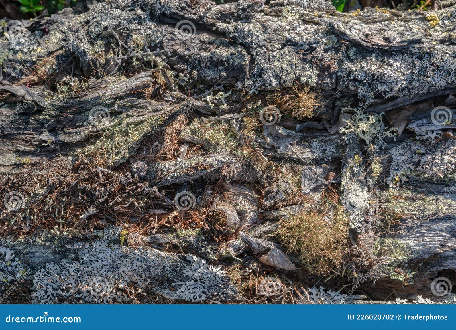 Remnants of Trees Changed Over Time Stock Photo - Image of plants ...