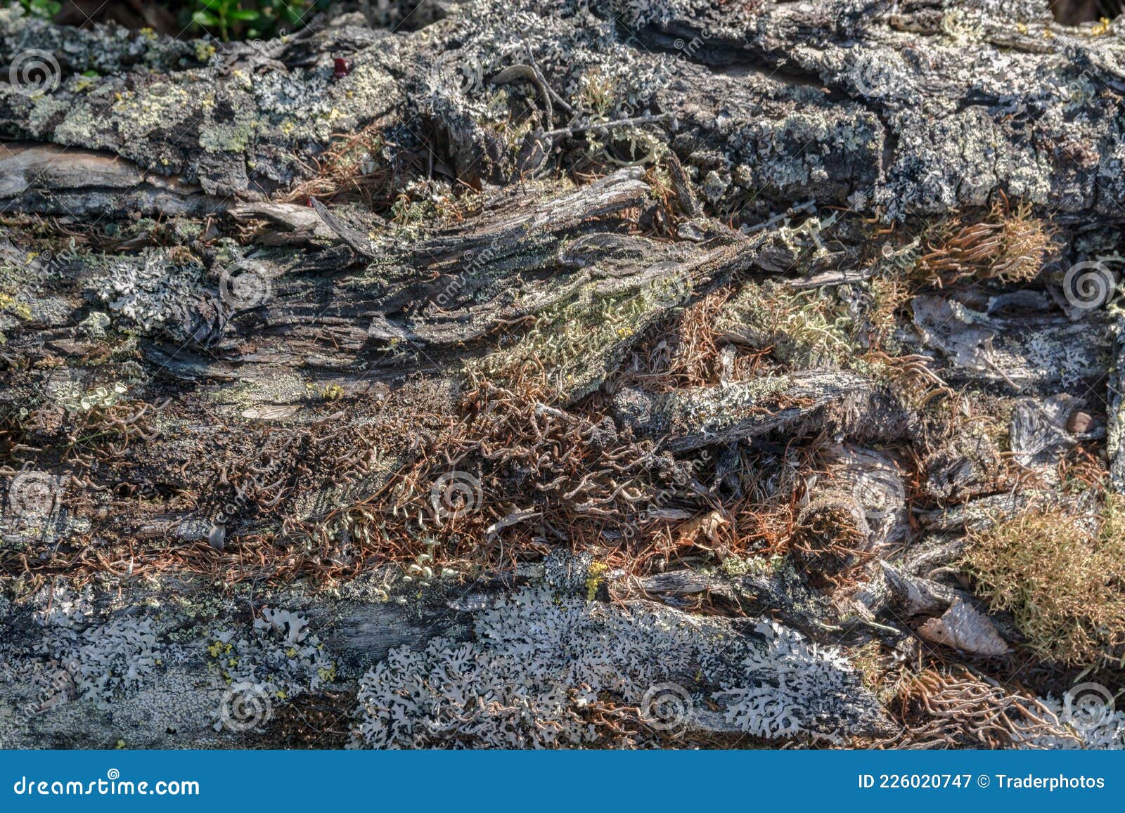 Remnants of Trees Changed Over Time Stock Image - Image of original ...
