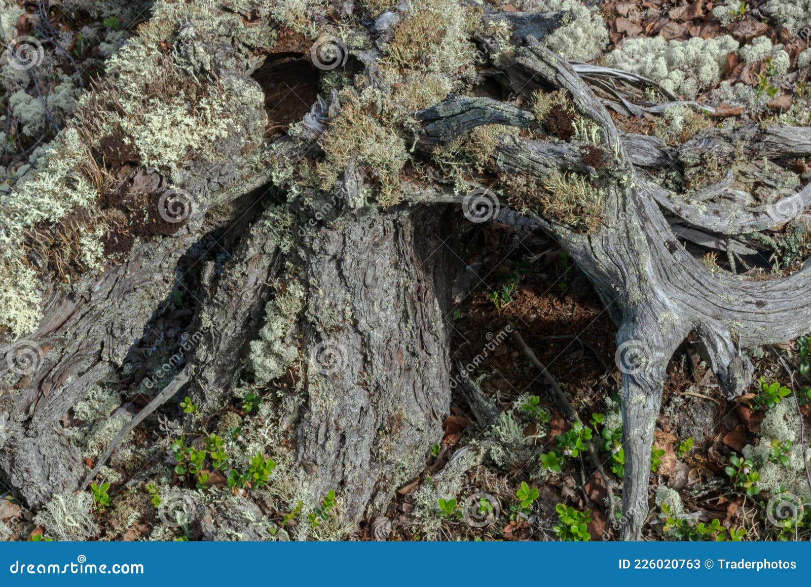 Remnants Of Trees Changed Over Time Stock Image | CartoonDealer.com ...
