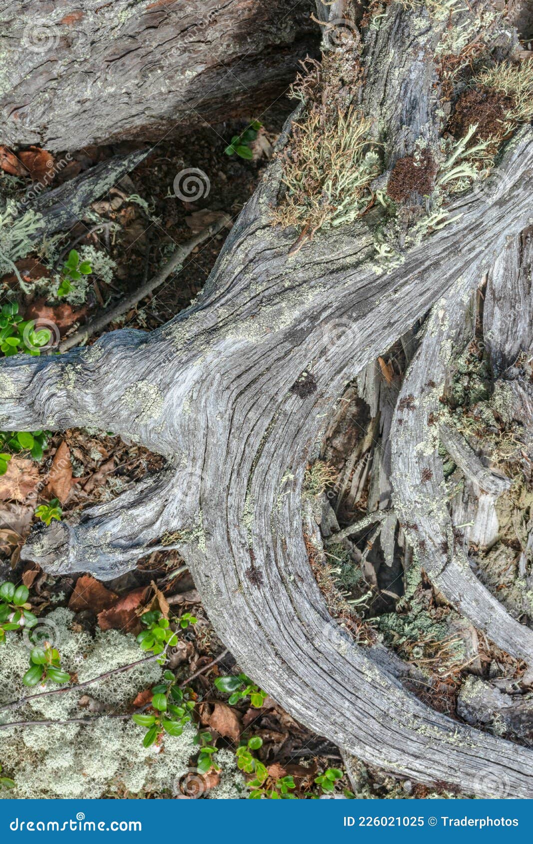 Remnants of Trees Changed Over Time Stock Image - Image of screensaver ...