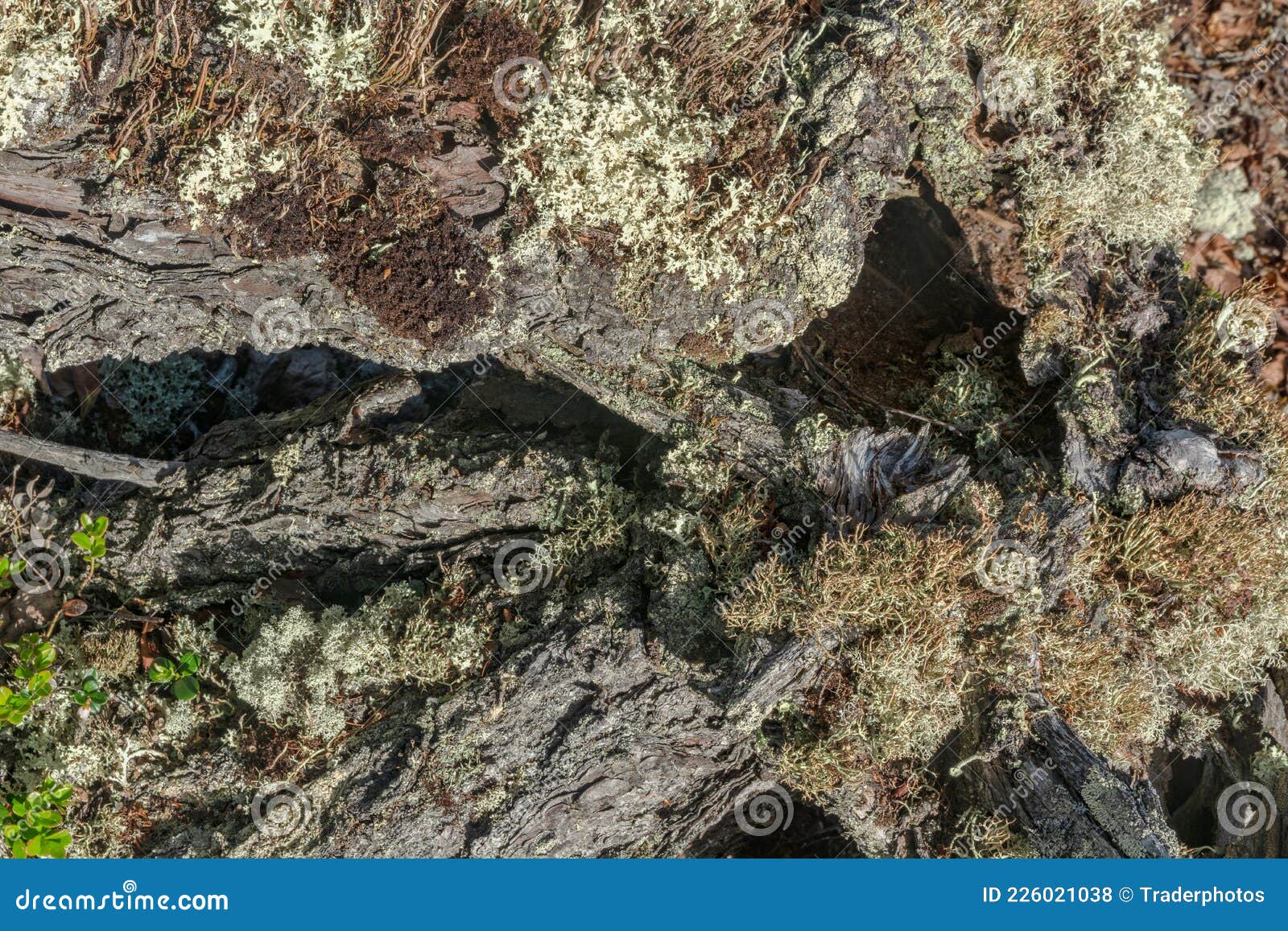 Remnants of Trees Changed Over Time Stock Photo - Image of gray ...