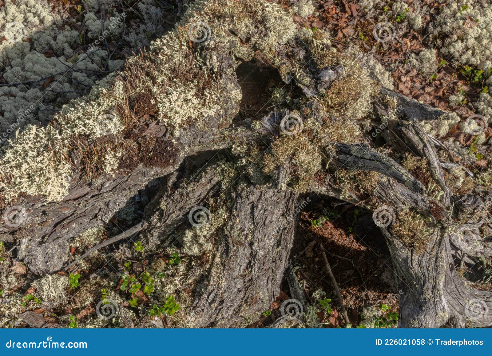 Remnants of Trees Changed Over Time Stock Photo - Image of background ...