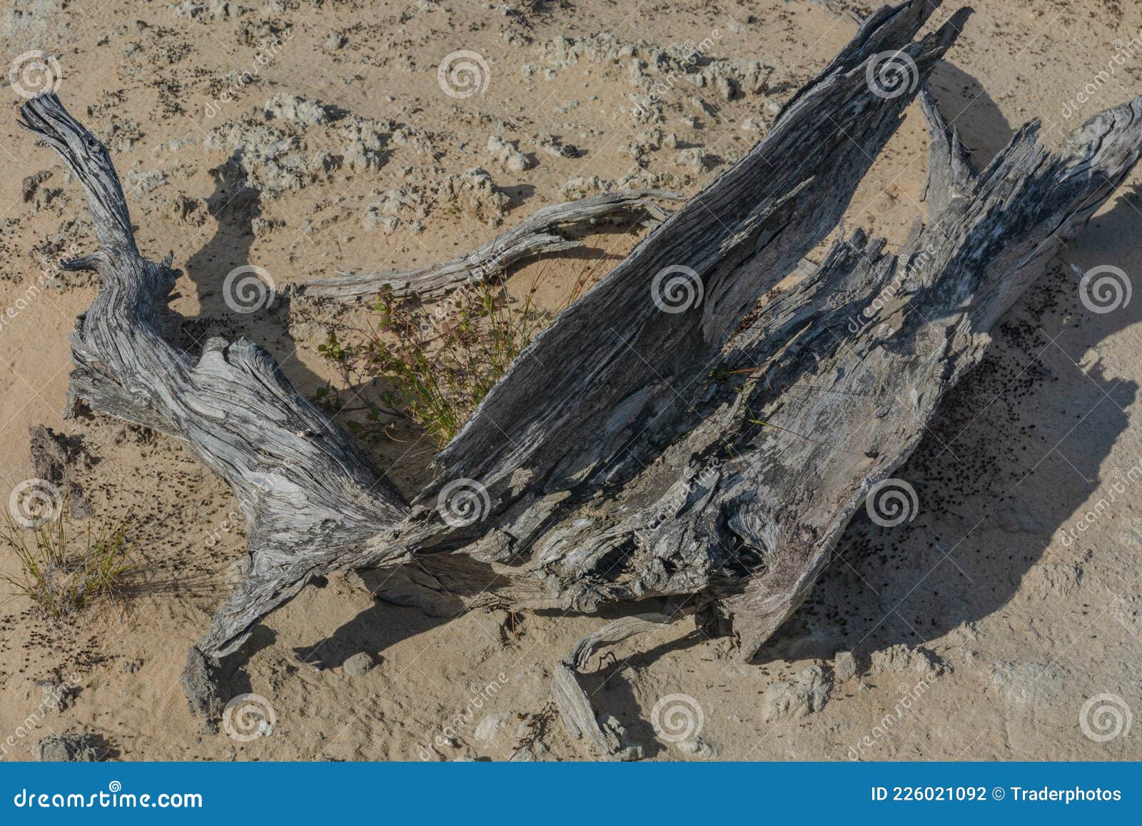 Remnants of Trees Changed Over Time Stock Photo - Image of multicolored ...