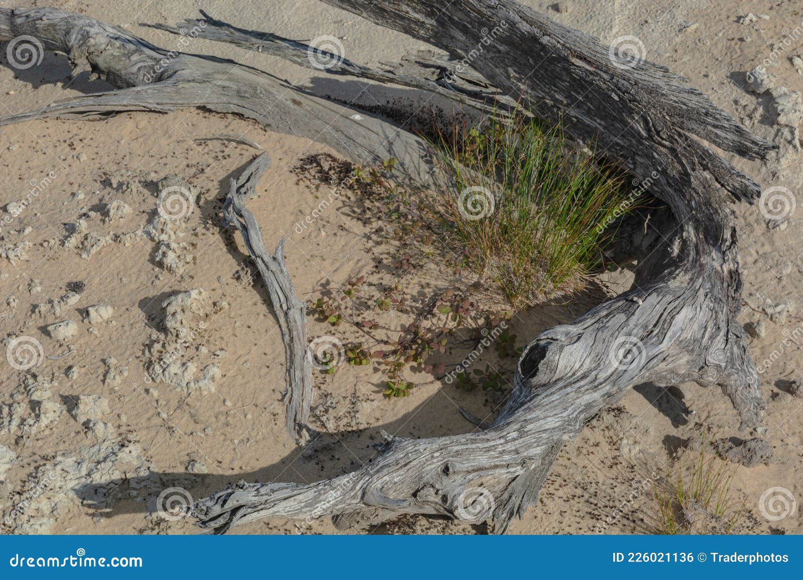 Remnants of Trees Changed Over Time Stock Photo - Image of changed ...