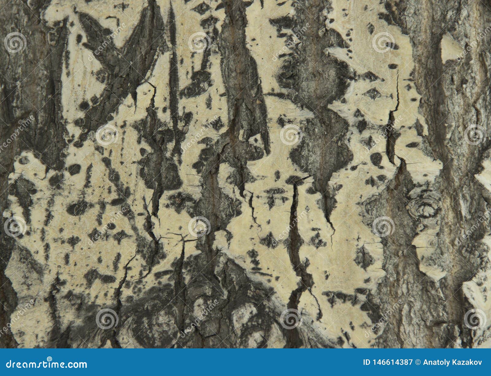 Background of the Tree Bark Stock Image - Image of construction, front ...