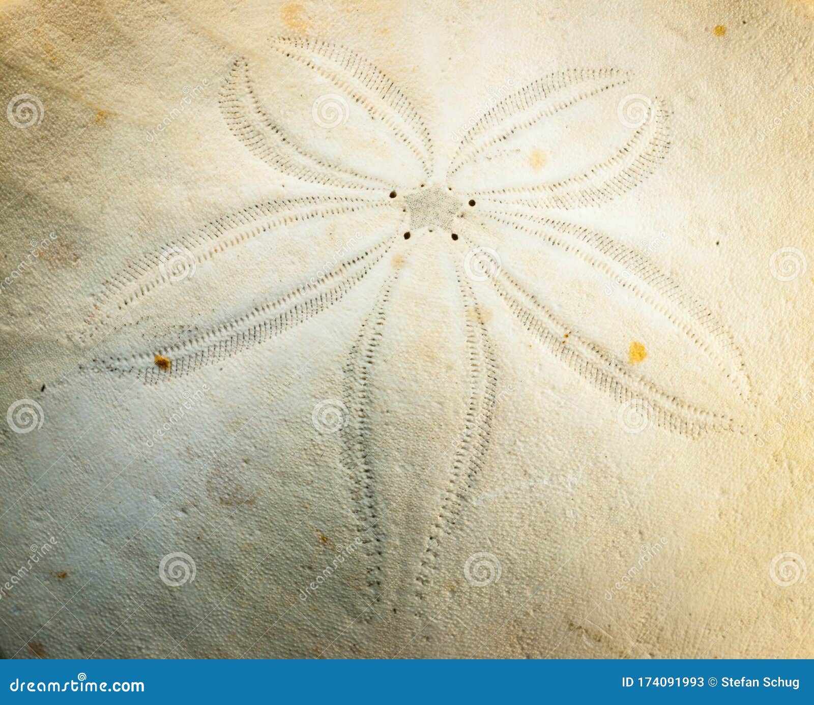 Dendraster Excentricus - Sand Dollar Stock Image - Image of specimen ...