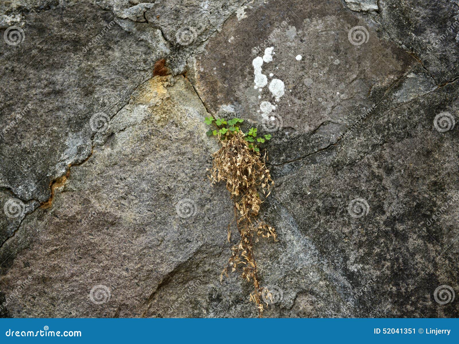 Interesting Plant Shape on a Stone Wall Stock Image - Image of ...