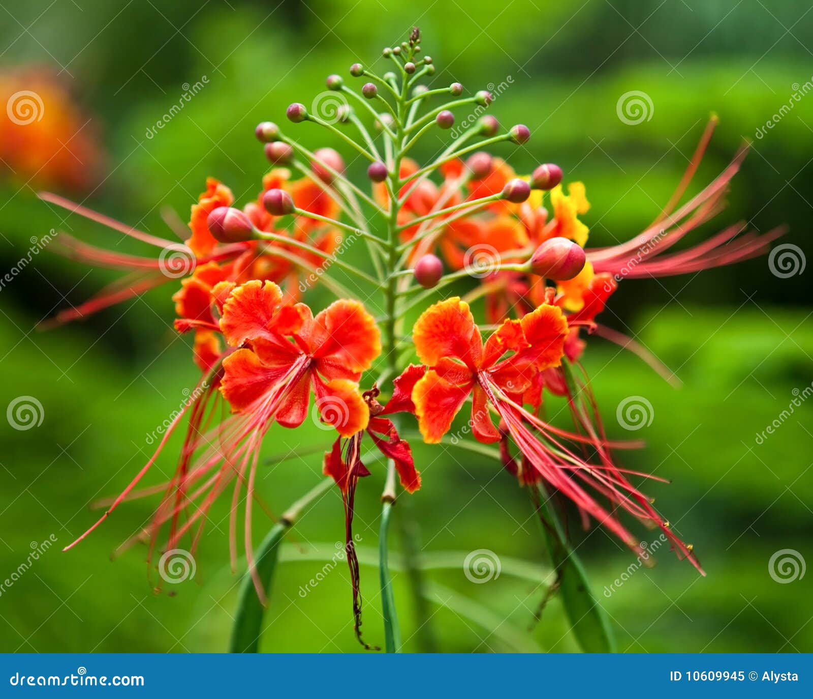 Interesting Red Flower with Whiskers Stock Image - Image of plant ...