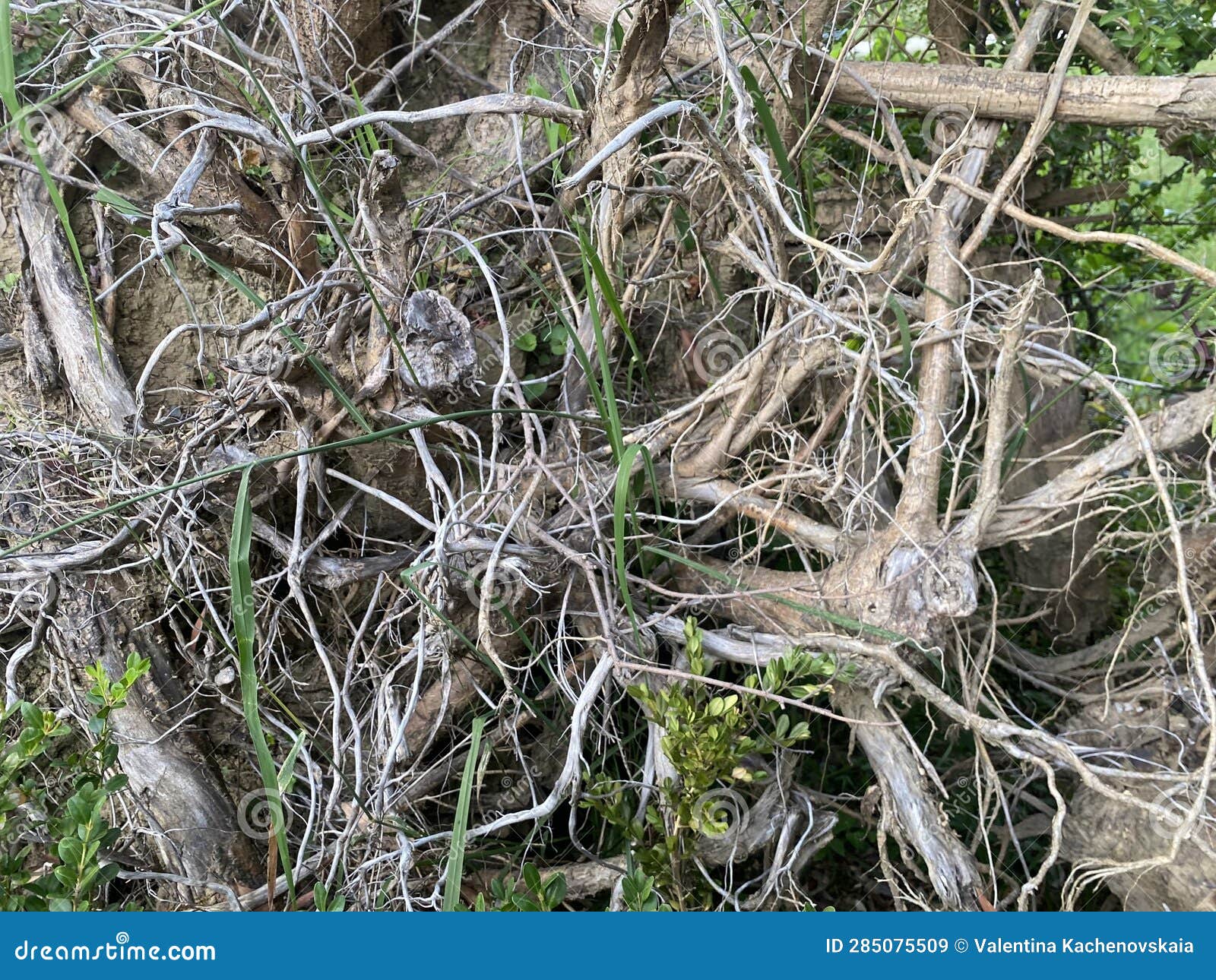 Interesting Roots from a Tree Stock Image - Image of park, decoration ...