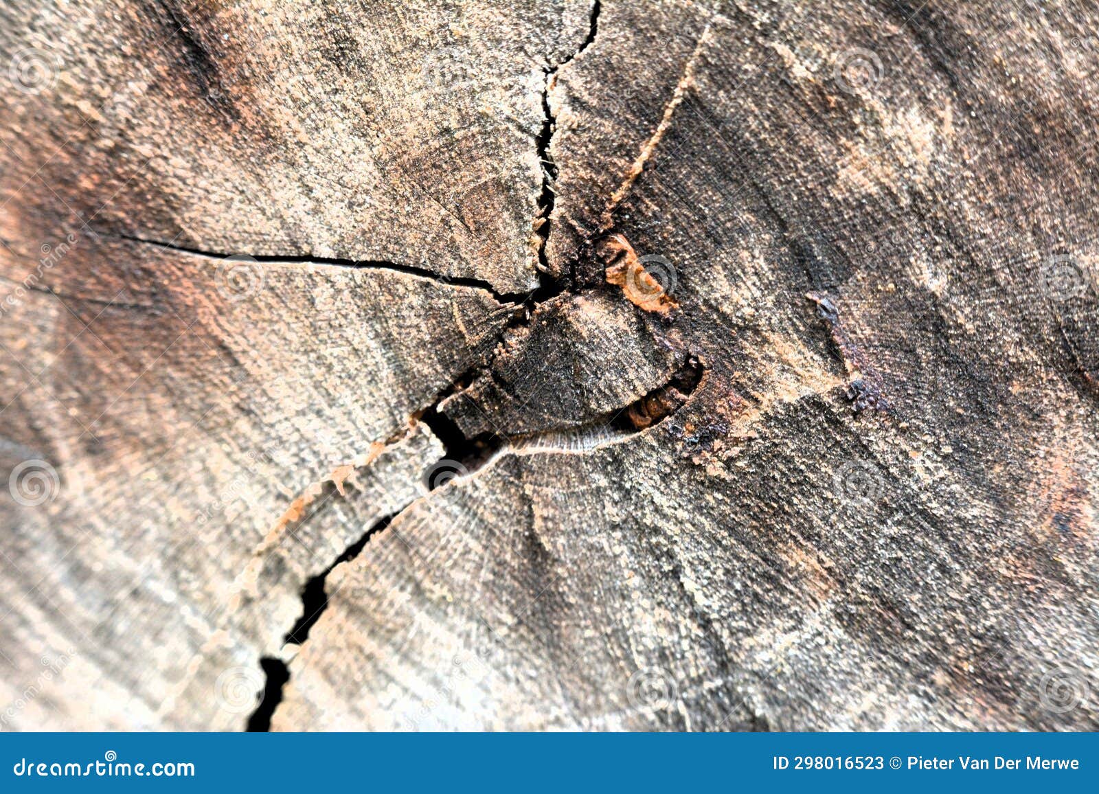 Interesting Shape of Circle of Old Cut Down Tree Trunk (Black and White ...