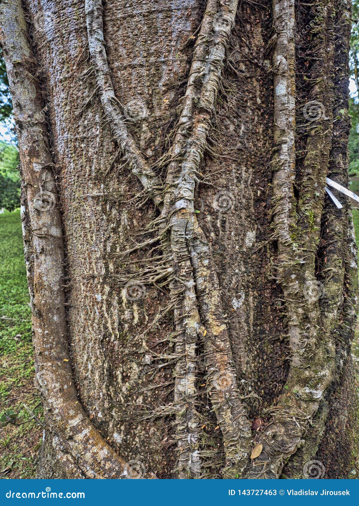 Interesting Shape on a Tree Trunk in a Rain Forest, Belize Stock Image ...