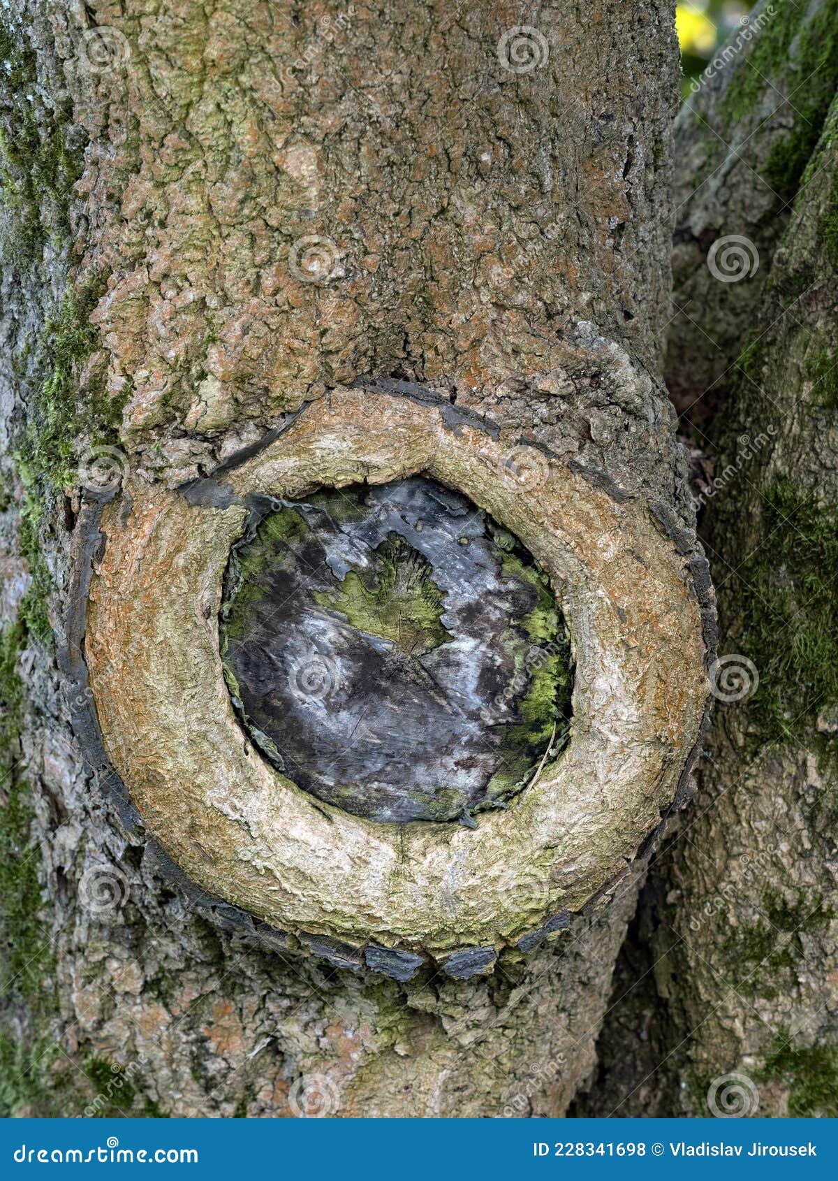 Interesting Shape Was Created after the Cut Tree Branch Stock Photo ...