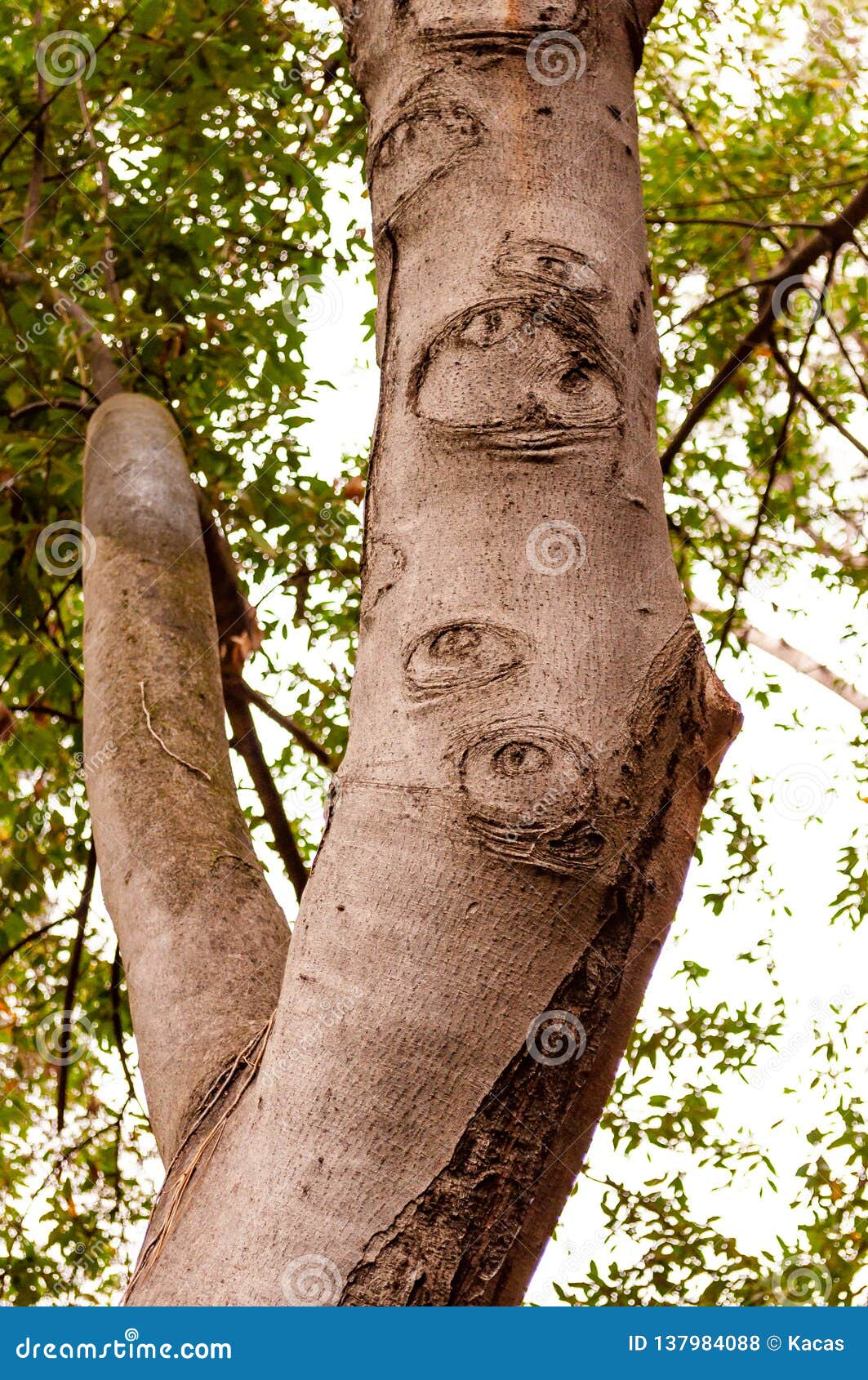 Interesting Shapes and Patterns on Growing Tree Trunk Stock Photo ...