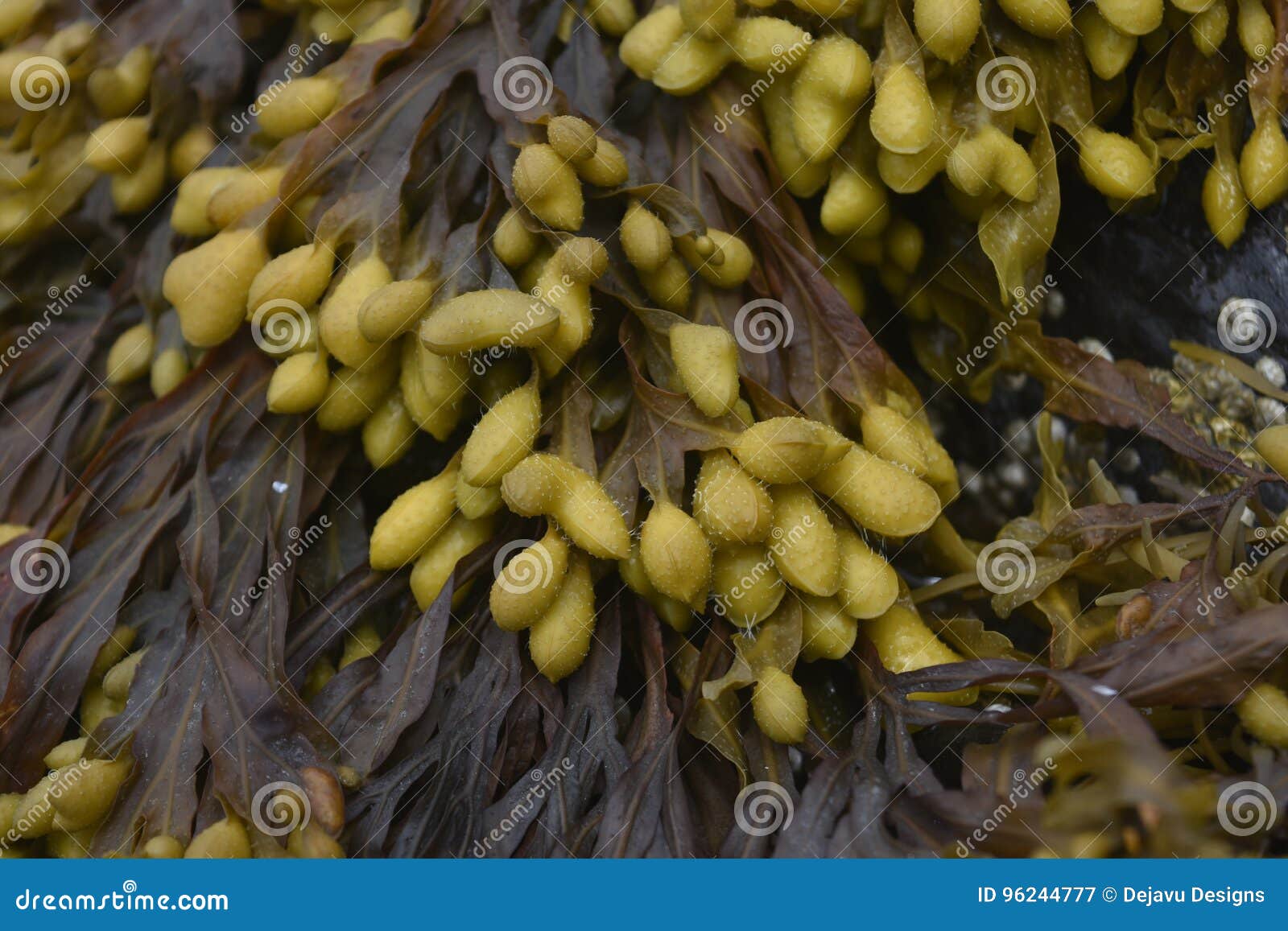 Interesting Shapes Shown in an Abundance of Seaweed Stock Image - Image ...